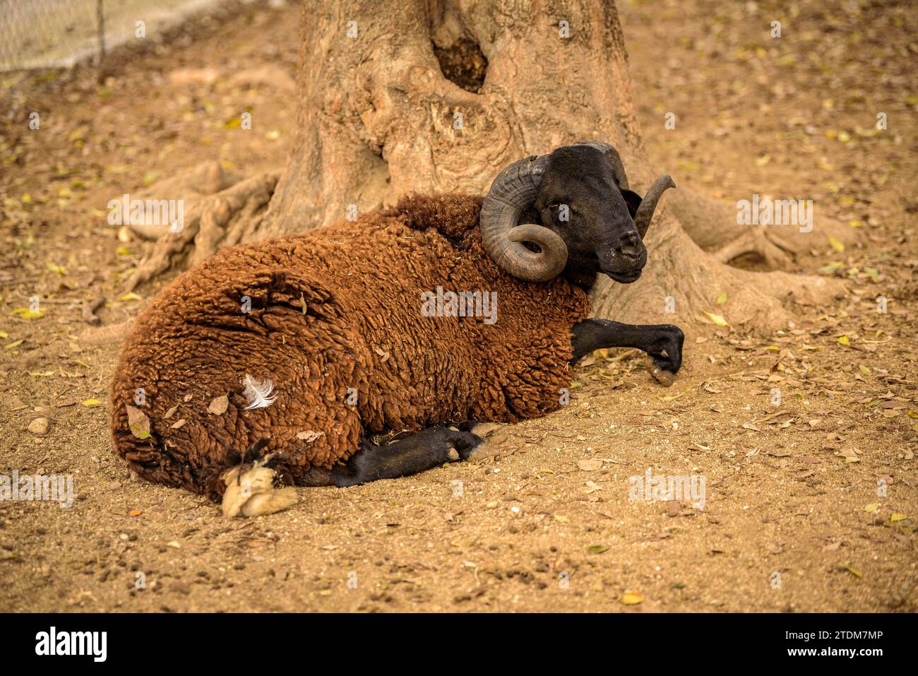 Sheep in a corral in Palau de Santa Eulàlia on a cloudy autumn morning ...