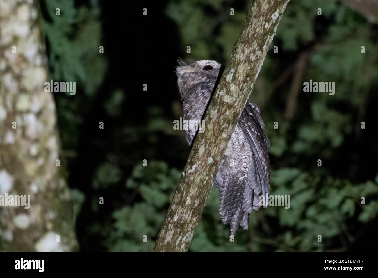 Papuan frogmouth (Podargus papuensis) observed in Waigeo in West Papua ...
