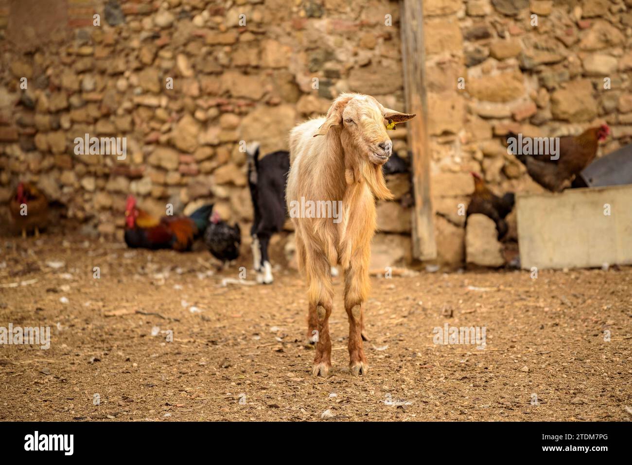 Animales granja animales ovejas hi-res stock photography and images - Alamy