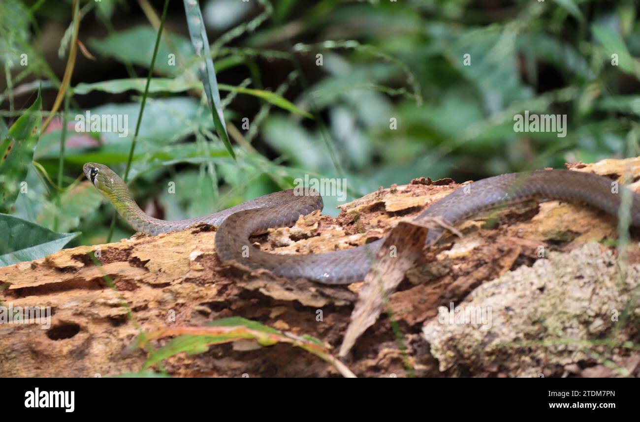 red-necked keelback snake (rhabdophis siamensis Stock Photo - Alamy
