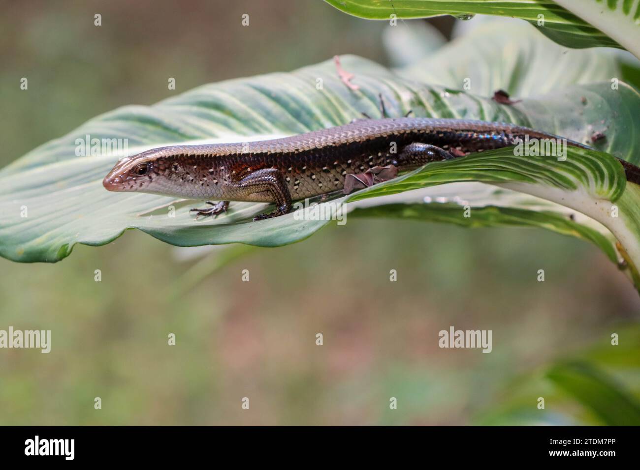 Many-lined Sun Skink basking on a leaf (Eutropis multifasciata Stock ...