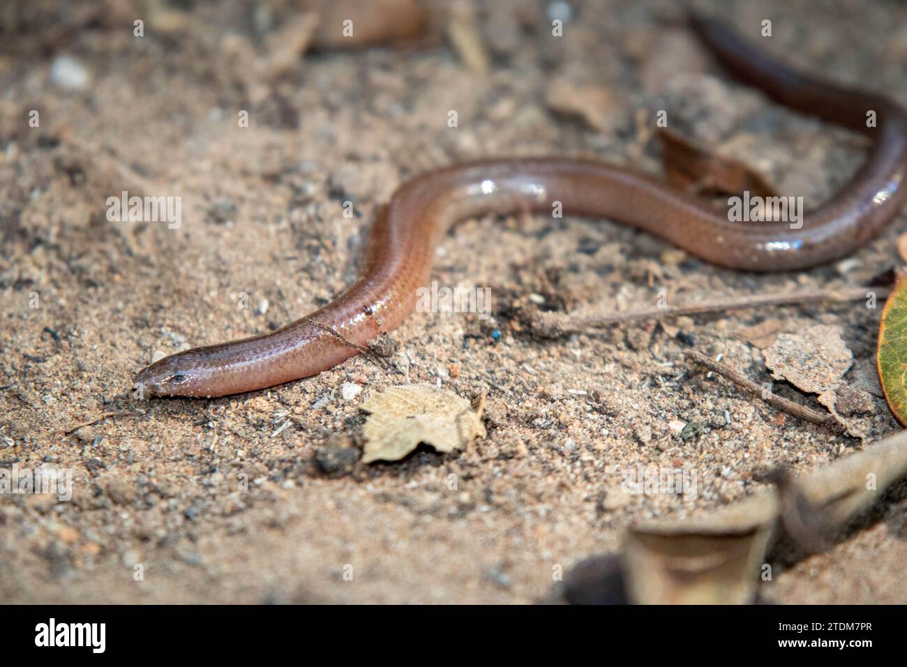 Legless skink hi-res stock photography and images - Alamy
