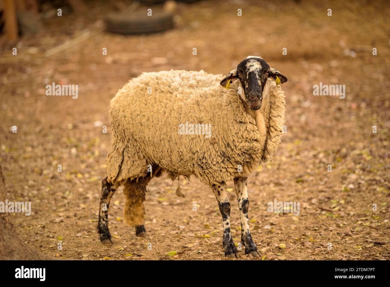Animales de corral hi-res stock photography and images - Alamy