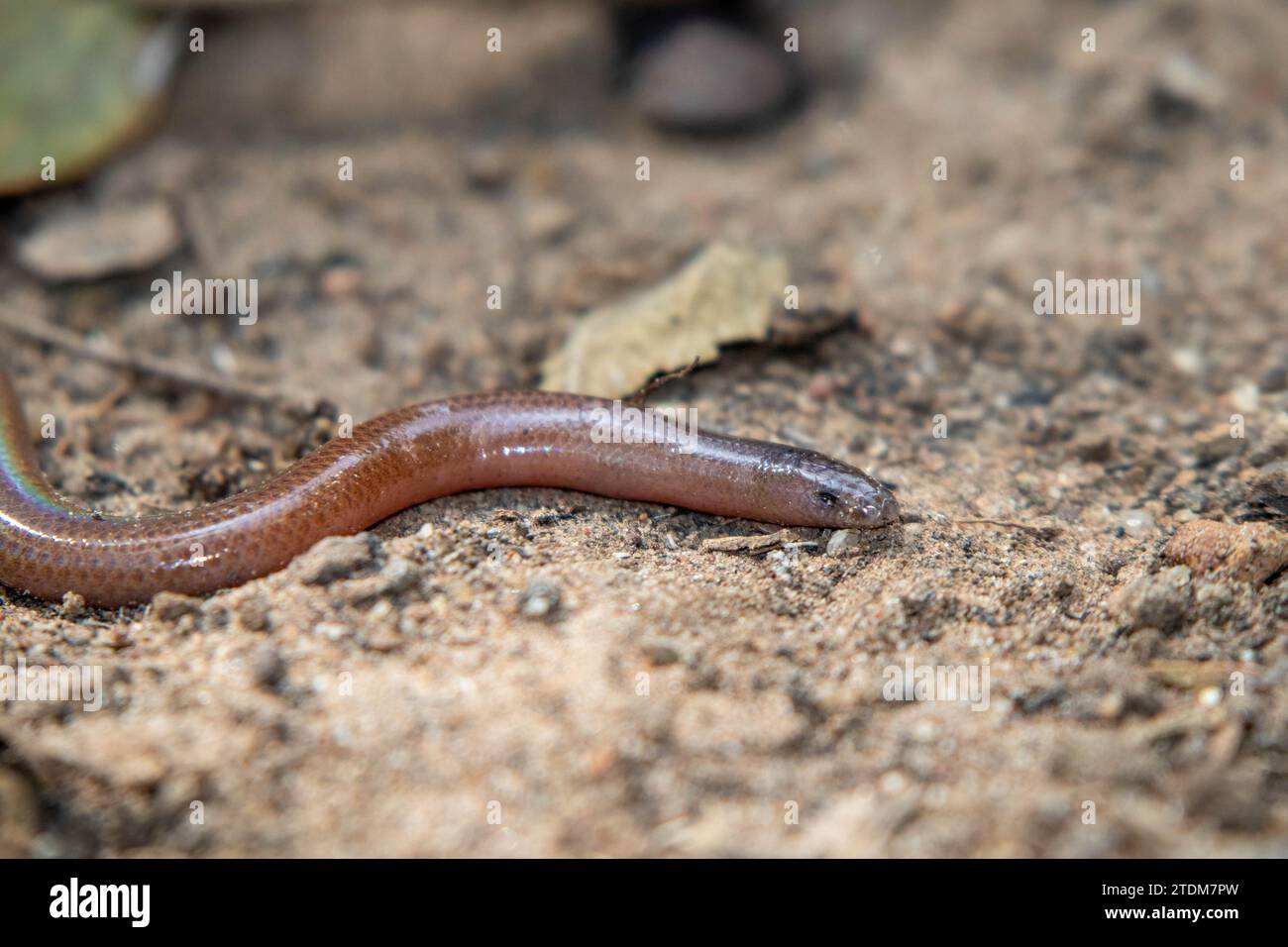 Ground skink hi-res stock photography and images - Alamy