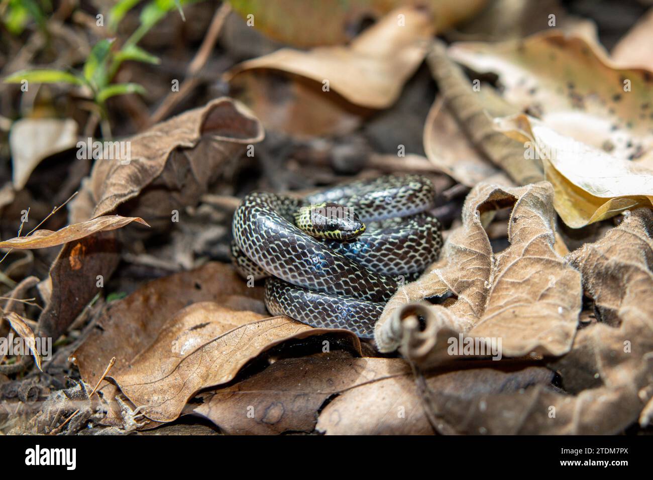 common wolf snake on forest ground Stock Photo - Alamy