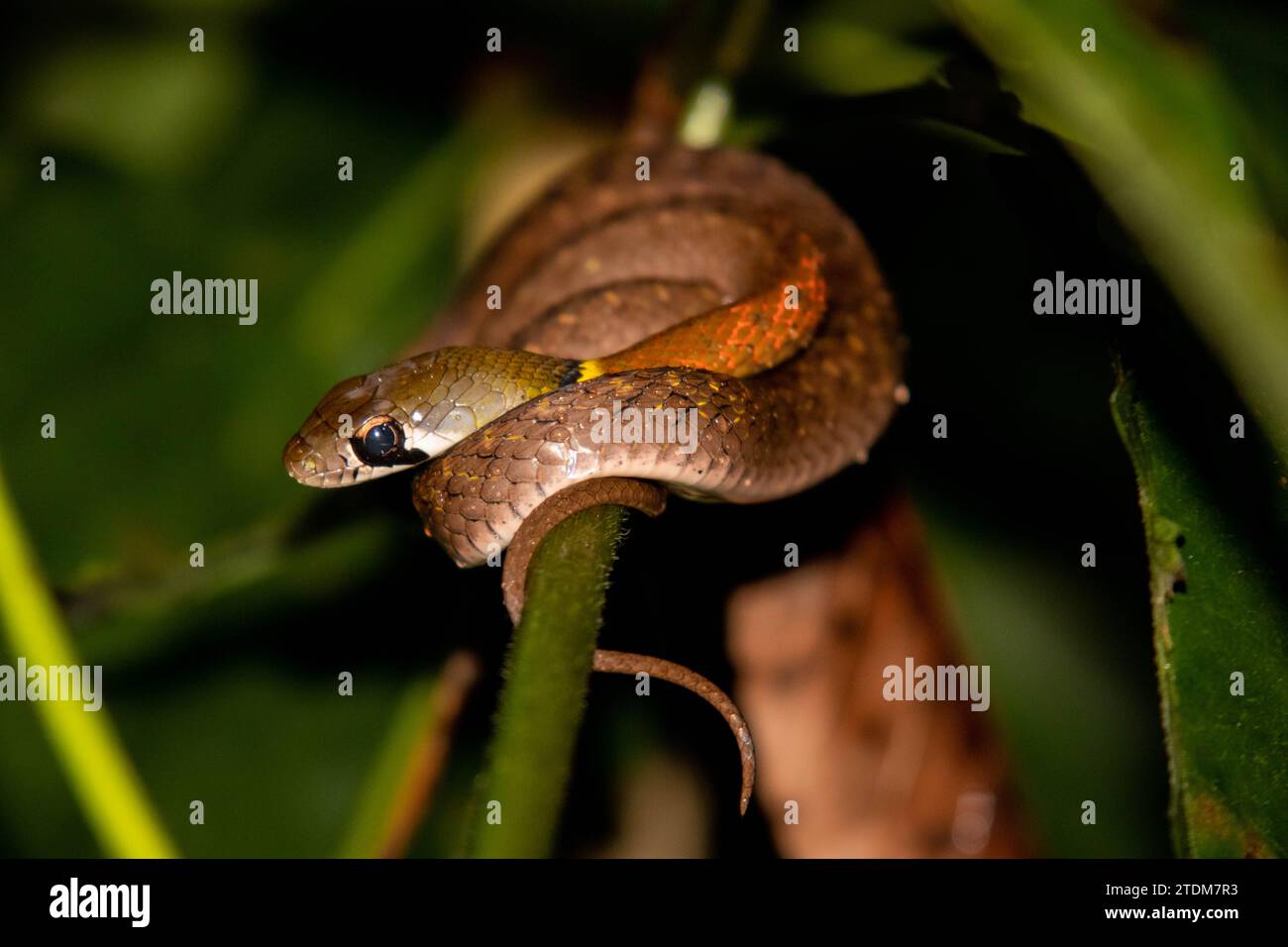 red-necked keelback snake (rhabdophis siamensis Stock Photo - Alamy