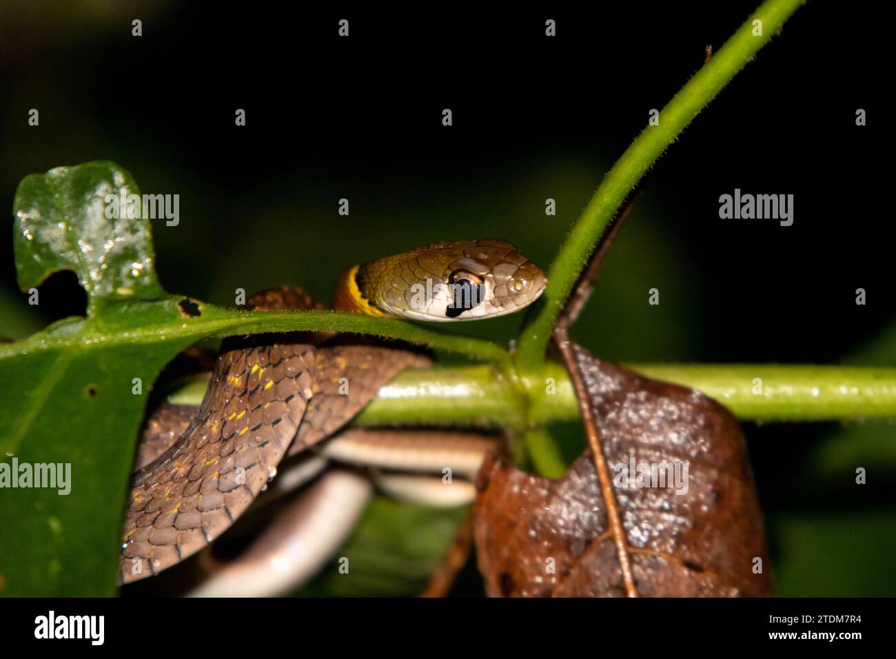 red-necked keelback snake (rhabdophis siamensis Stock Photo - Alamy
