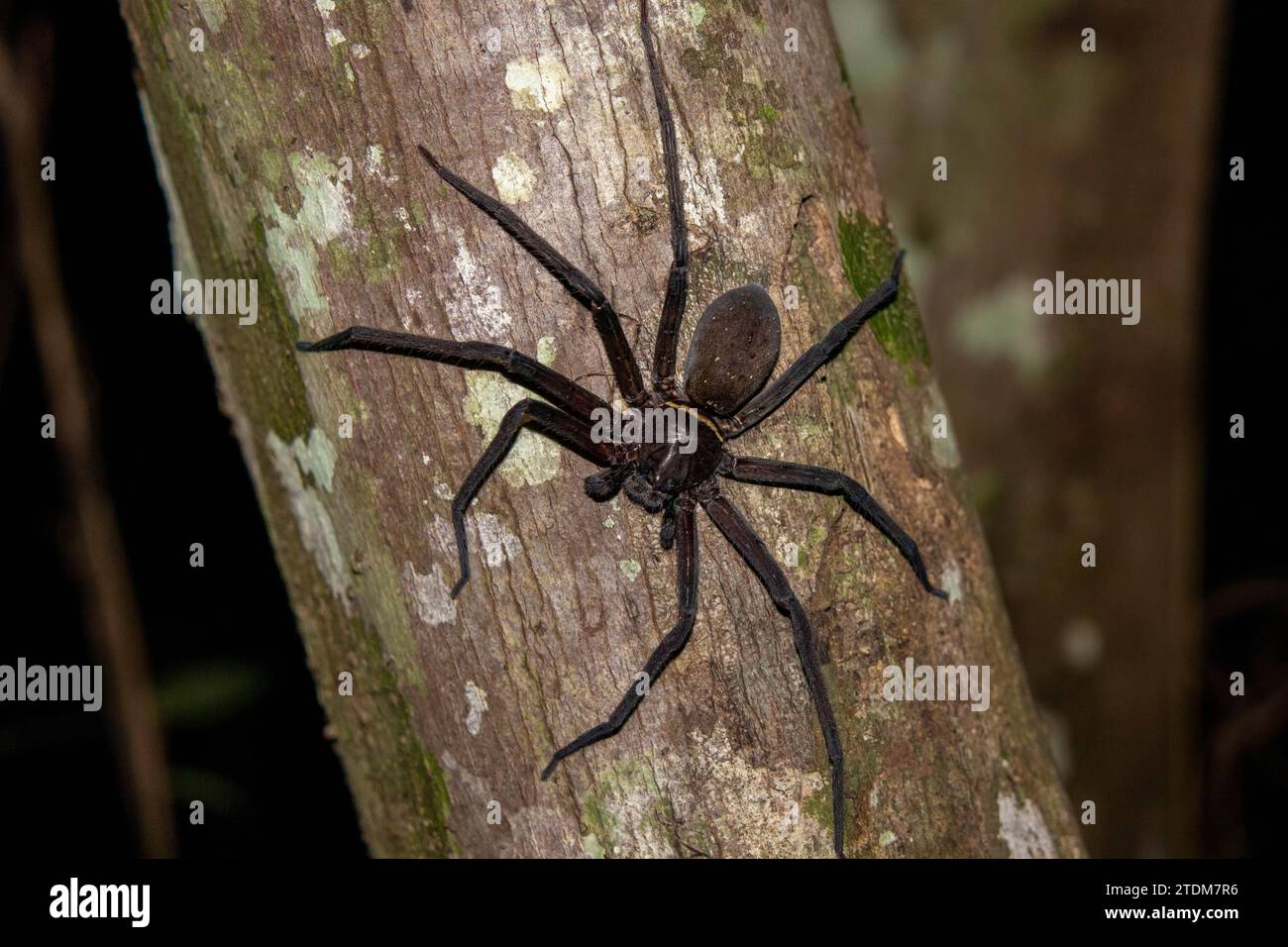 Spider on a tree hi-res stock photography and images - Alamy