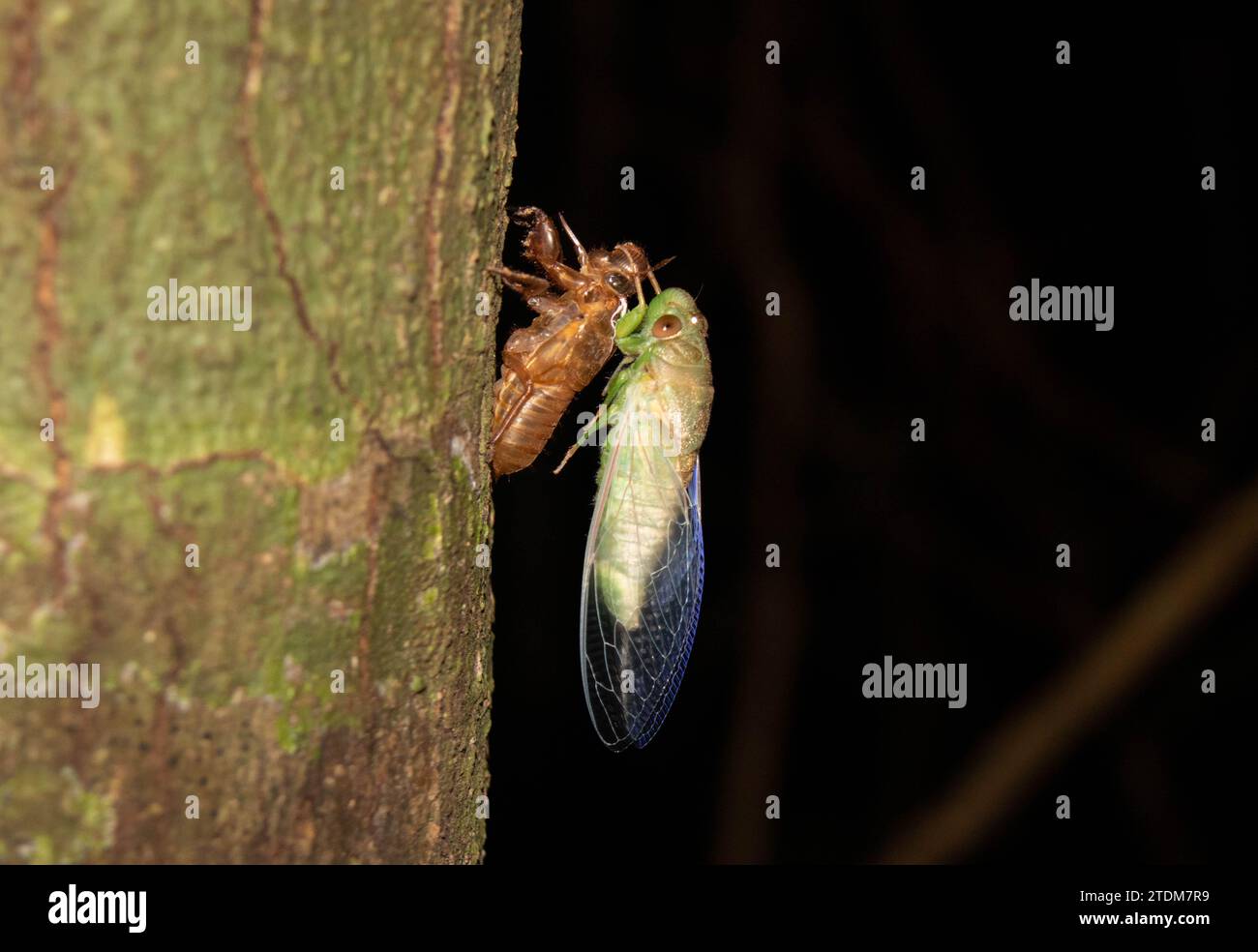 green cicada shedding shell, molting Stock Photo - Alamy