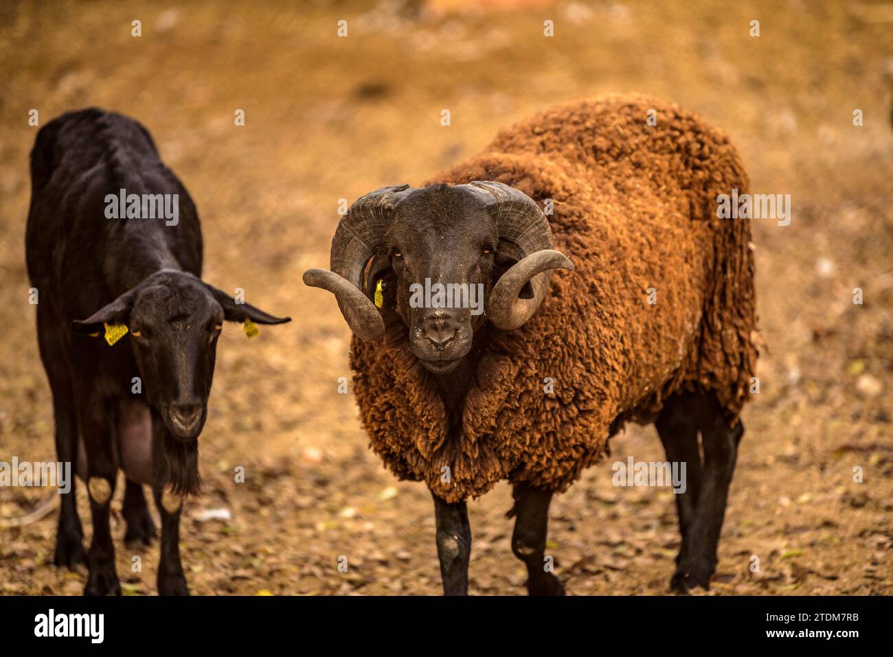 Animales granja animales ovejas hi-res stock photography and images - Alamy