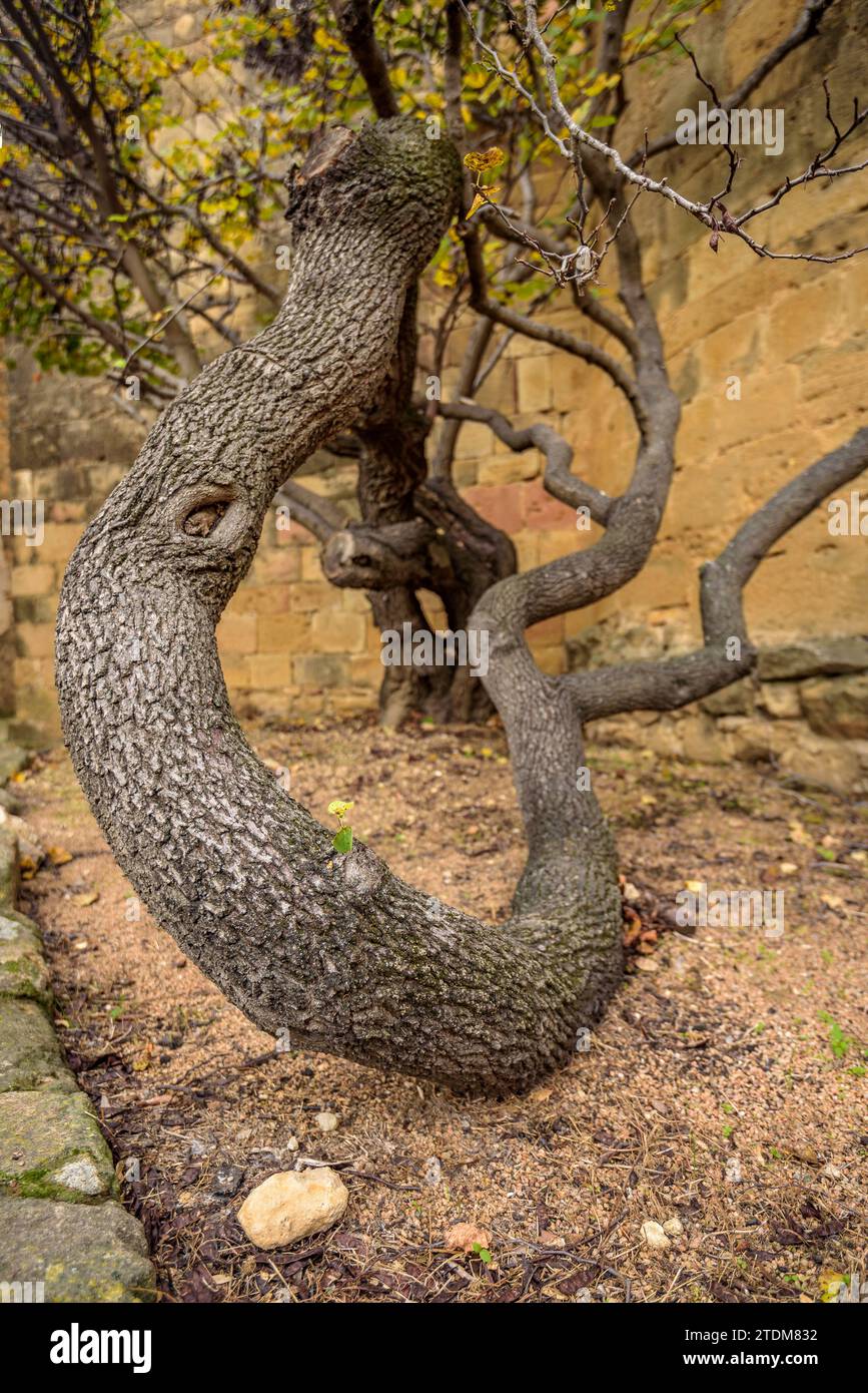 árbol branche hi-res stock photography and images - Alamy