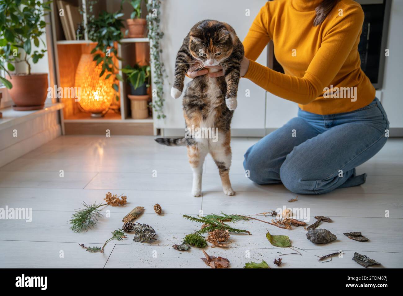 Pet owner holding idle lazy cat trying to stimulate interest, activity ...