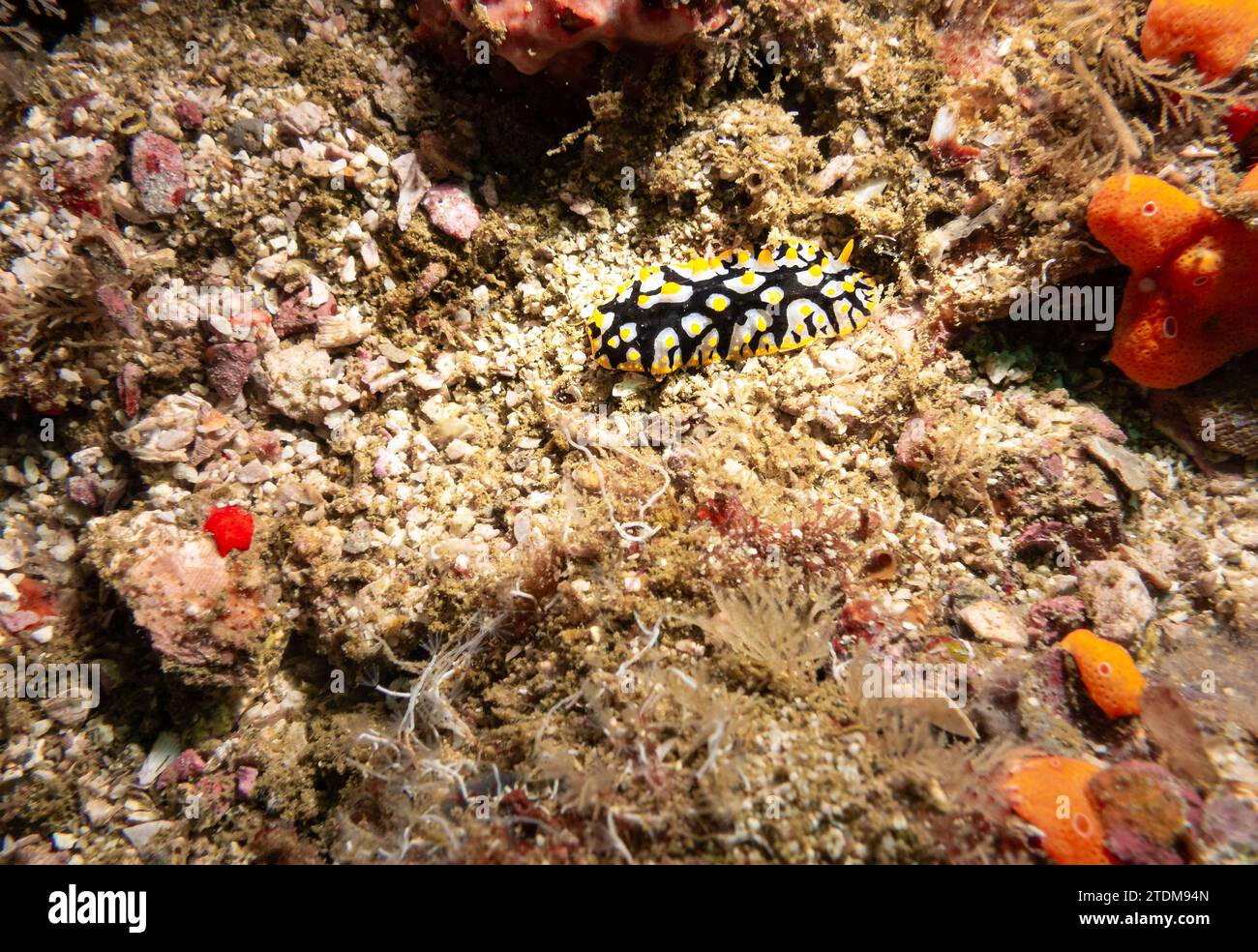 Rippell's Wart Sea Slug on a coral reef in Musandam, Oman Stock Photo ...
