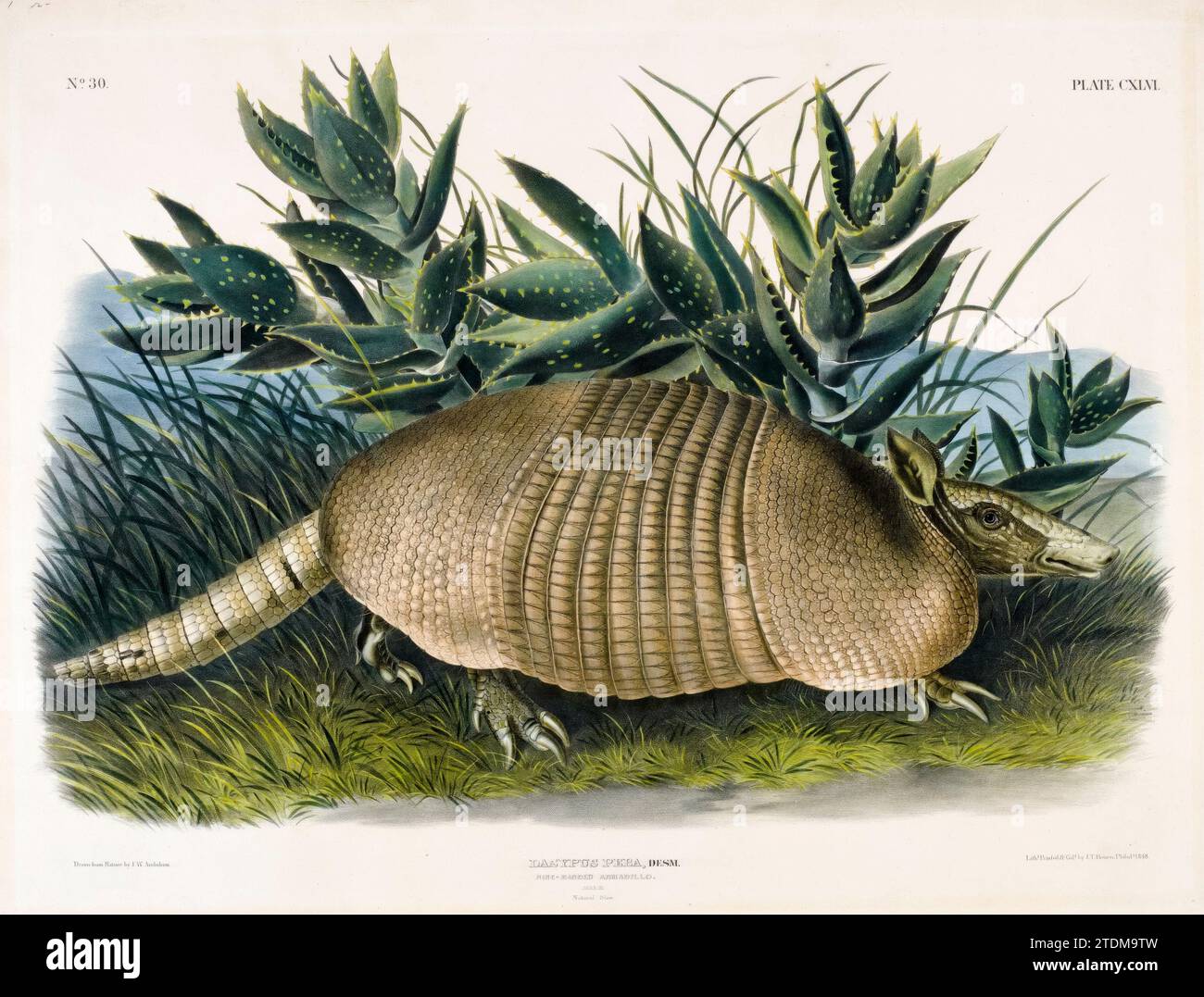 Nine-Banded Armadillo (Dasypus Peba), hand coloured illustration and ...