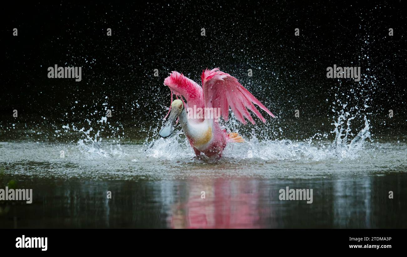 Roseate spoonbill images hi-res stock photography and images - Alamy