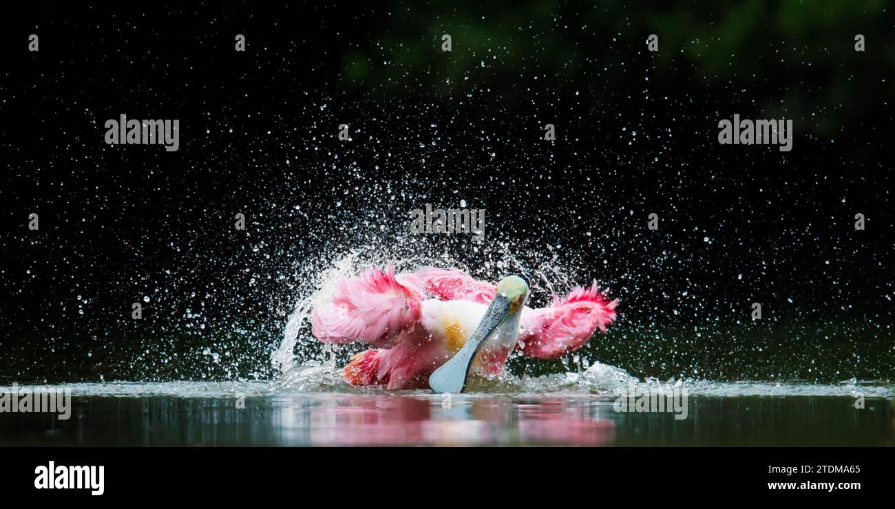 Spoonbill taking a bath FLORIDA STRIKING images show Spoonbills splashing water and flapping ...
