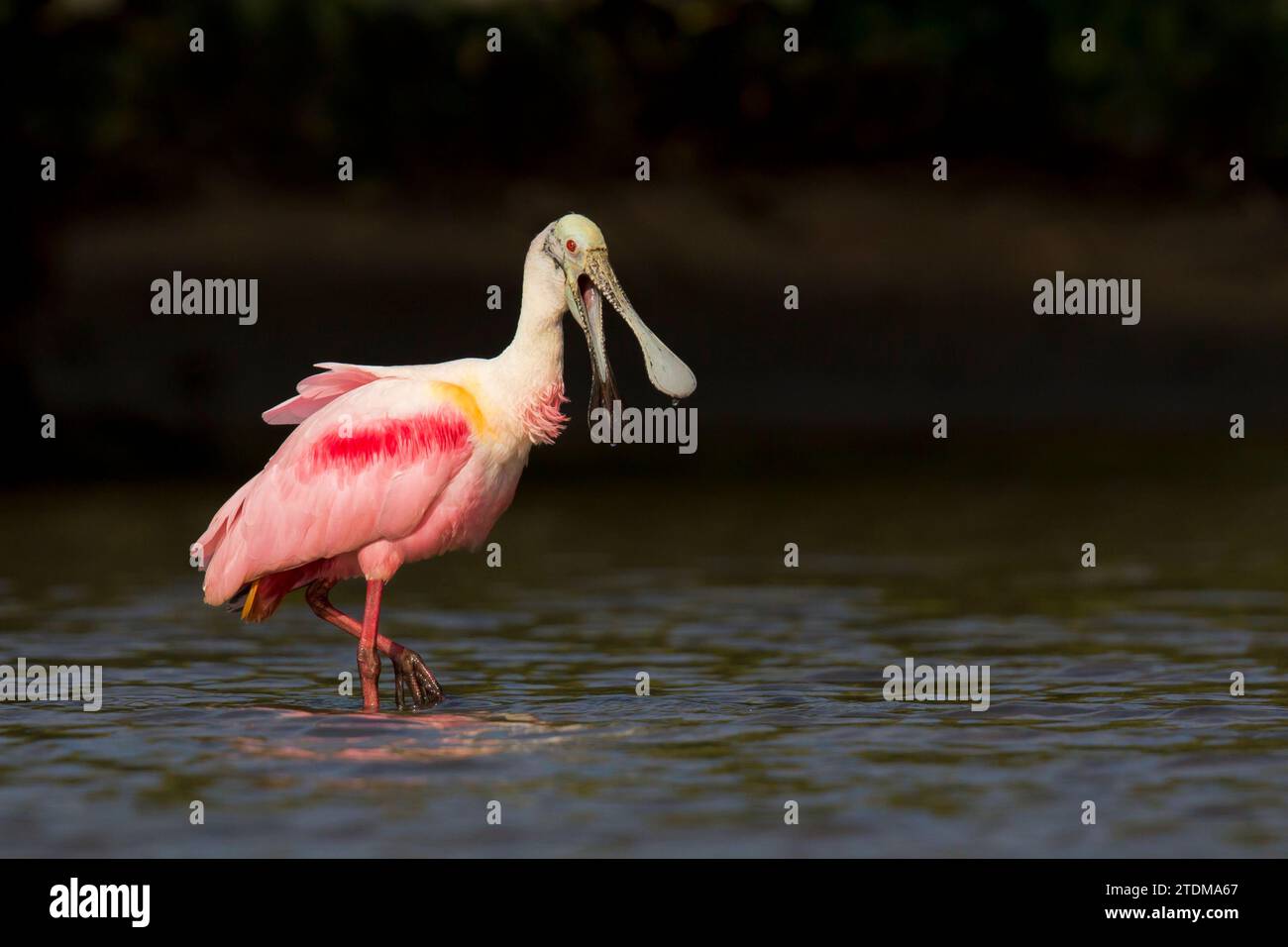Vibrant colours of a roseate spoonbill FLORIDA STRIKING images show ...
