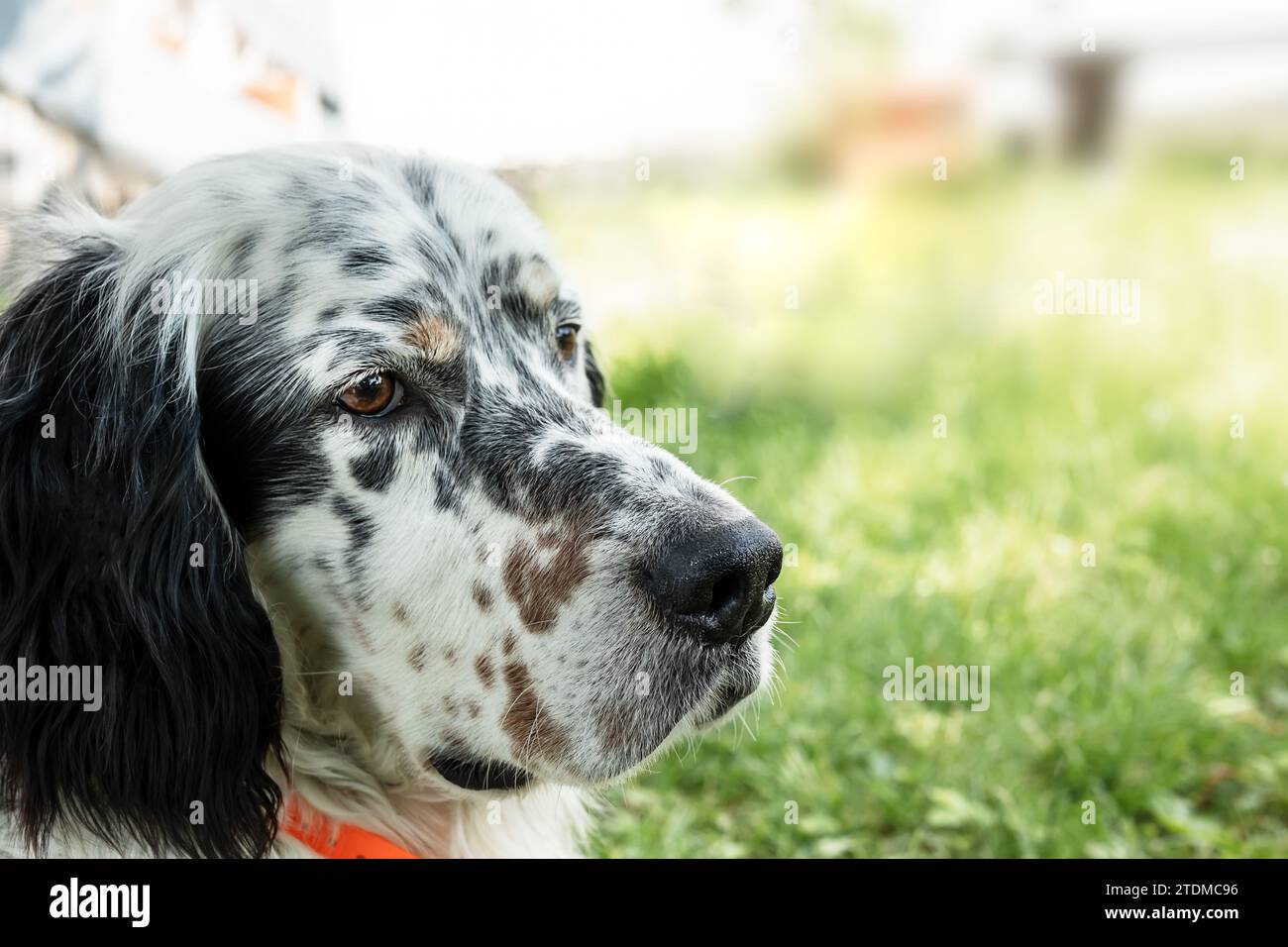 English setter dog close-up with copy space Stock Photo - Alamy