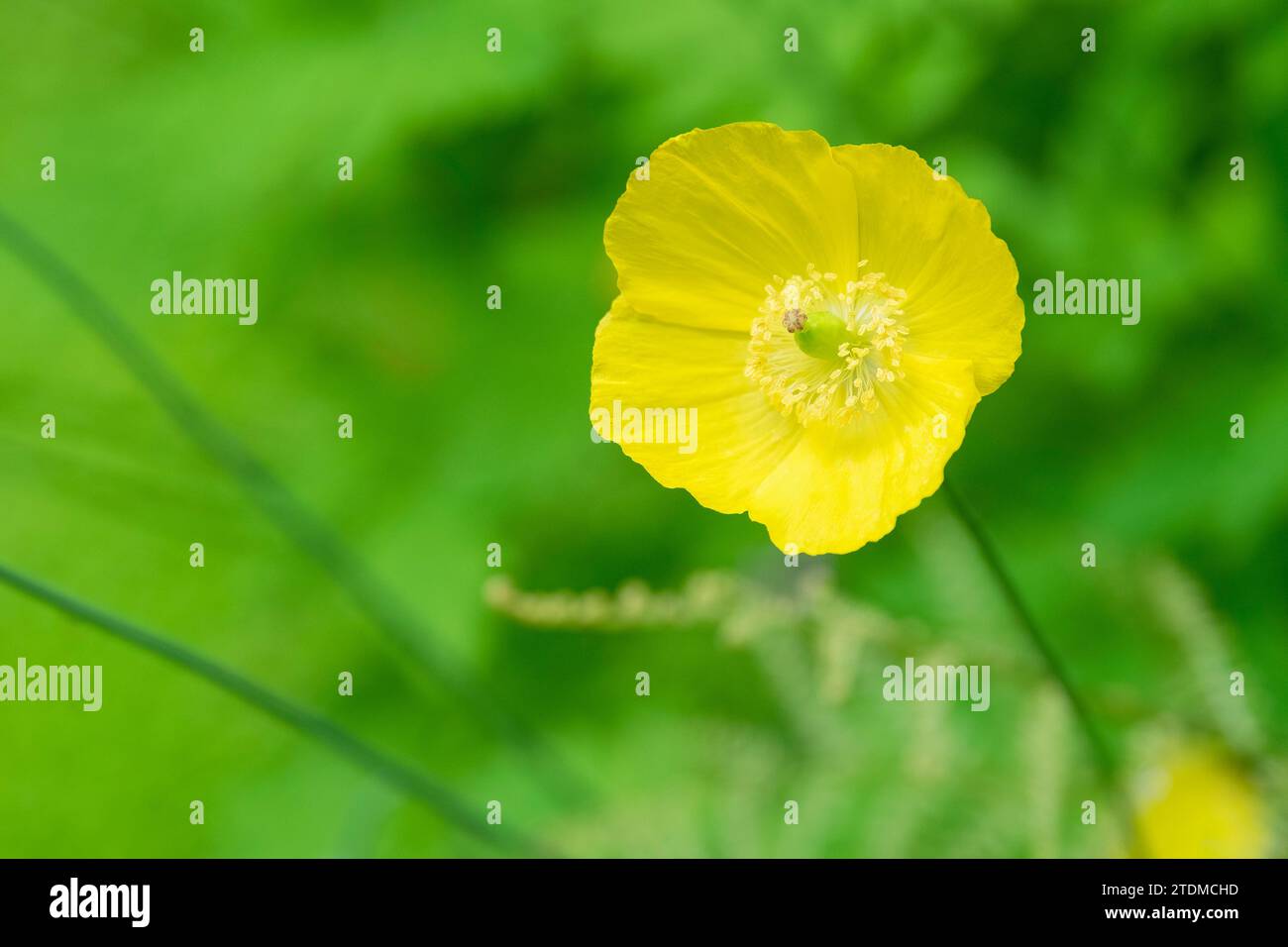 Papaver cambricum, Meconopsis cambrica, Welsh poppy bowl-shaped, soft ...