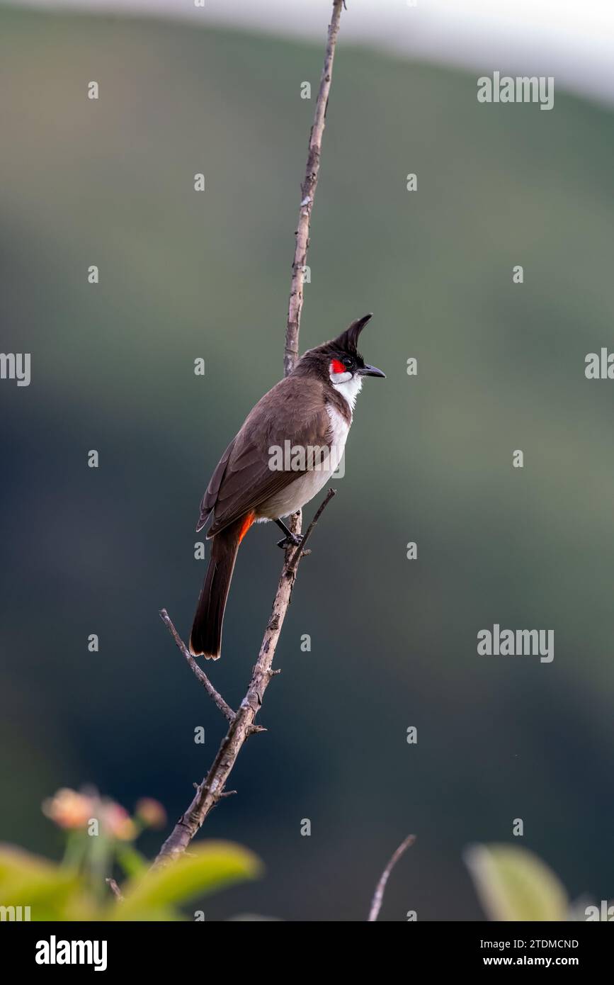 Gavi bird sanctuary hi-res stock photography and images - Alamy