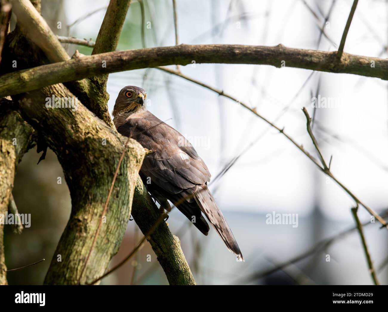 Capturing the Majestic Spirit of Predatory Elegance: The Shikra ...