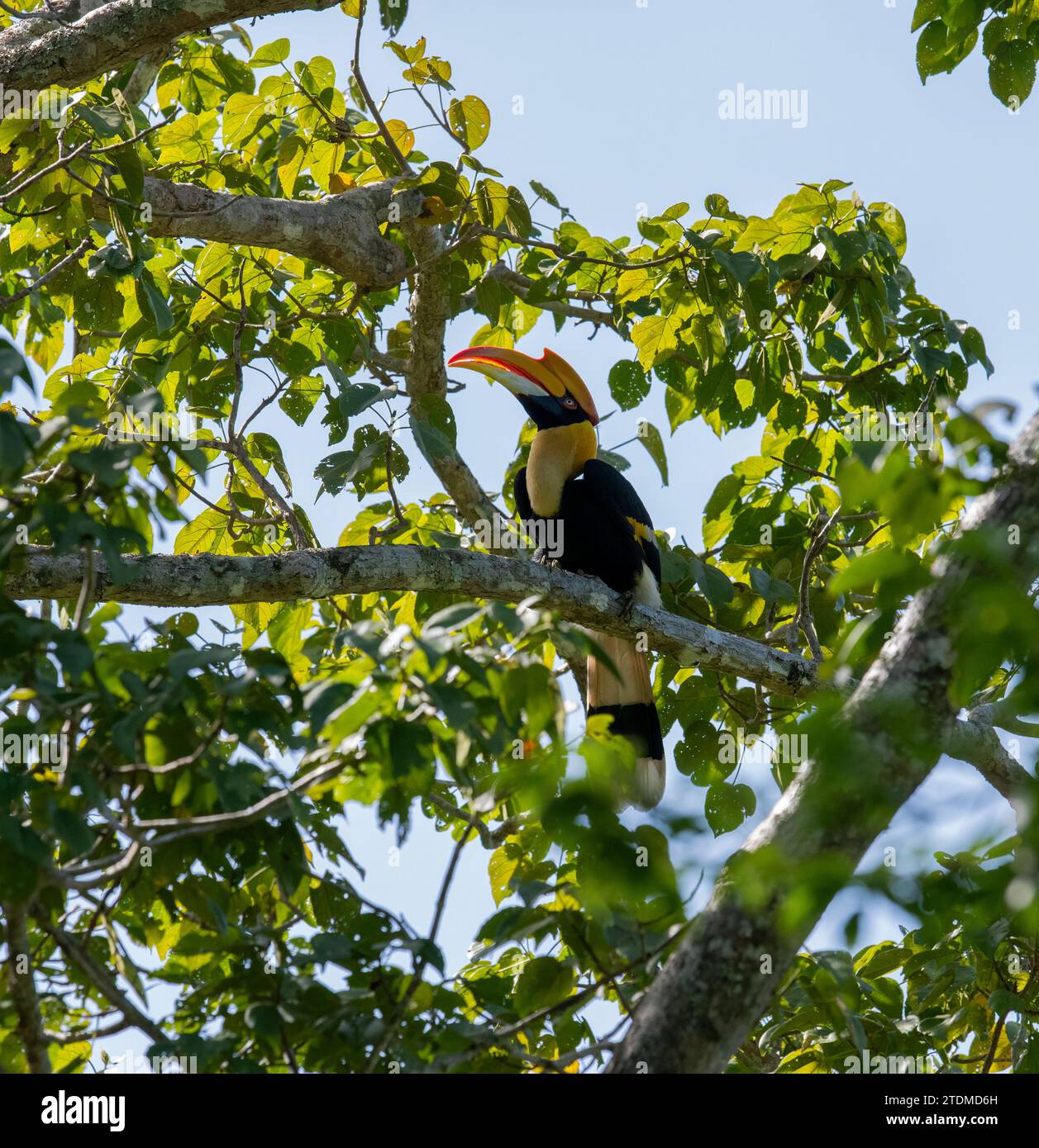 Nelliyampathy, where the majestic Great Hornbill soars through lush ...