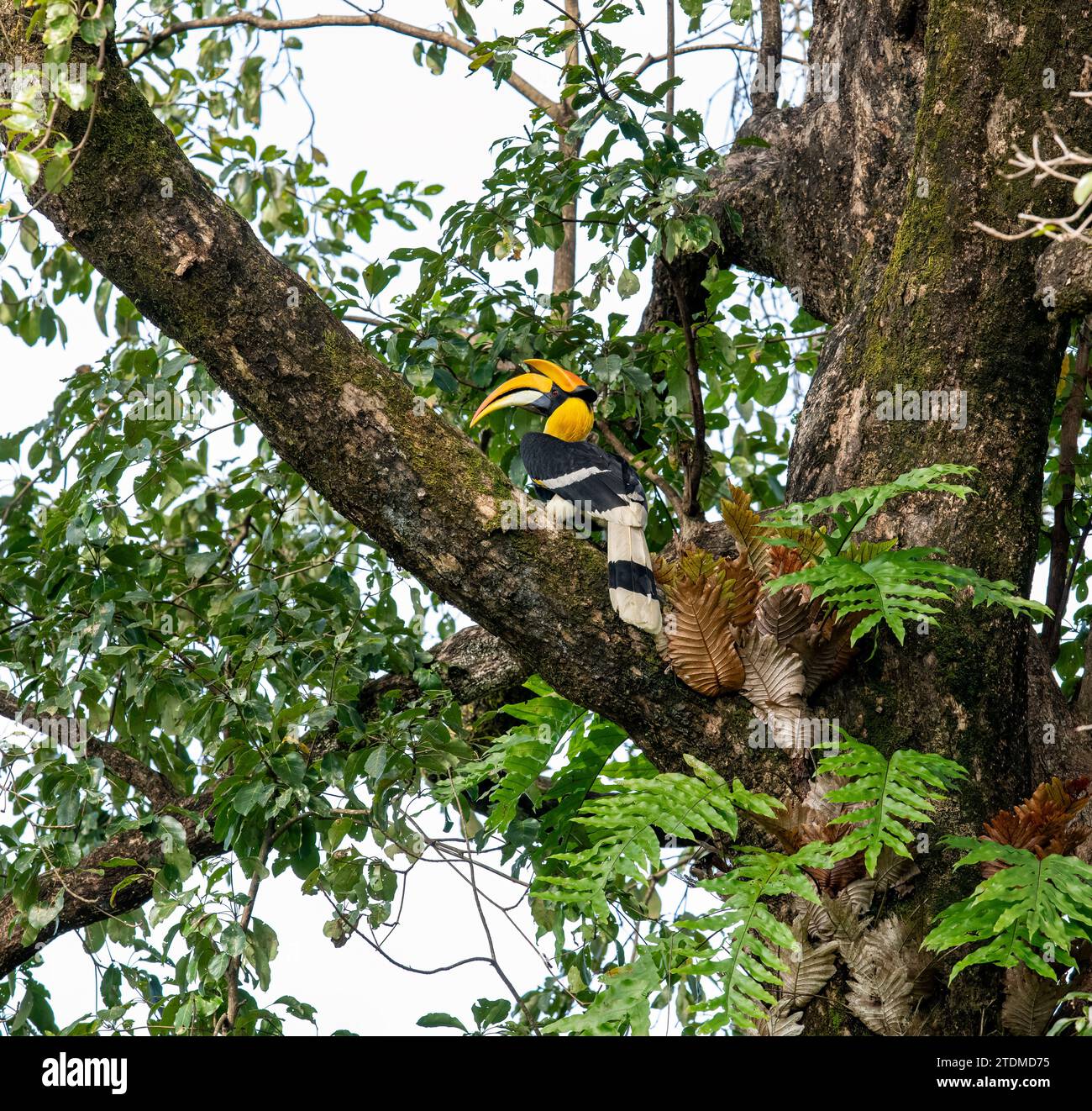 Rainforest conservation in kerala hi-res stock photography and images ...