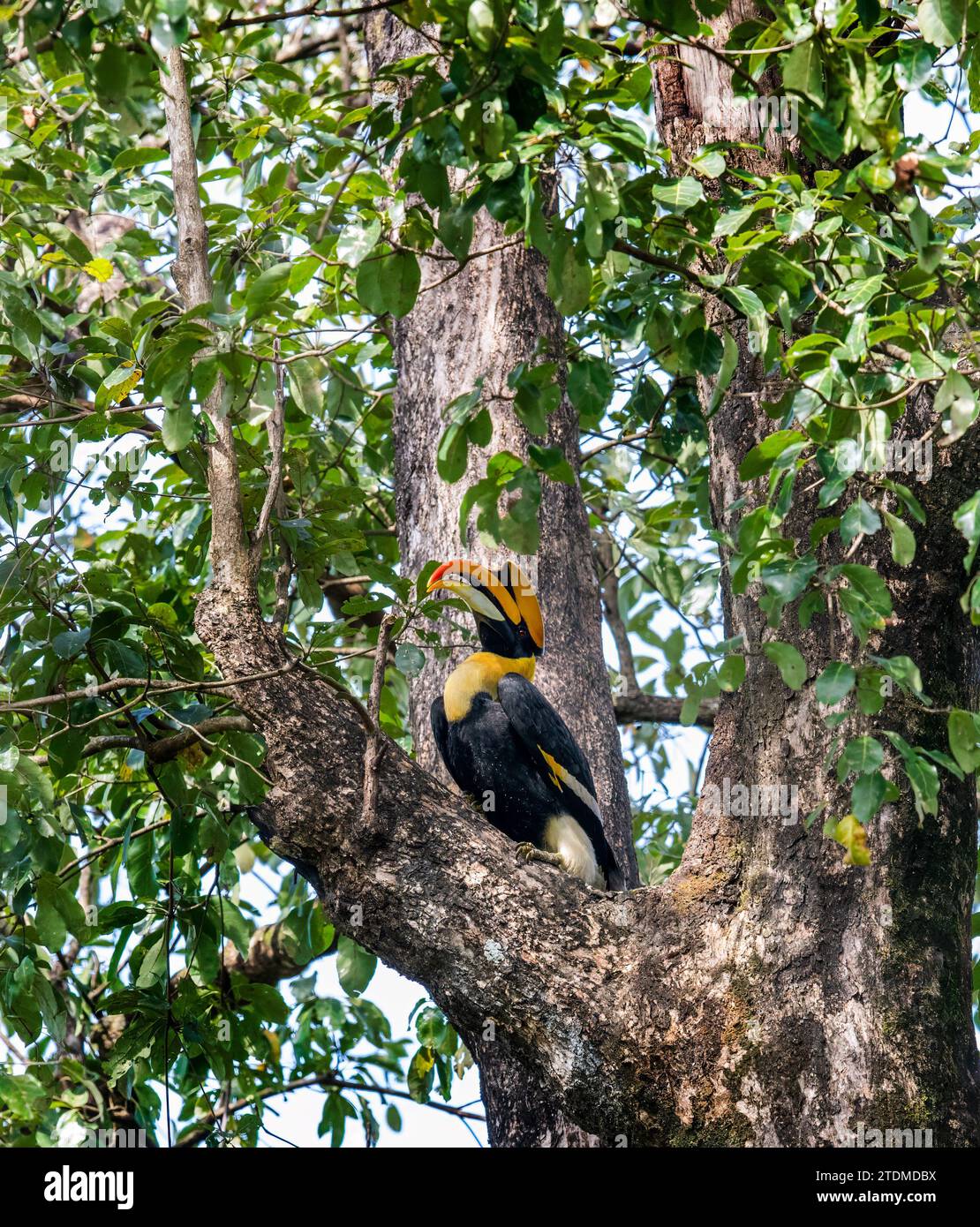 Nelliyampathy, where the majestic Great Hornbill soars through lush ...