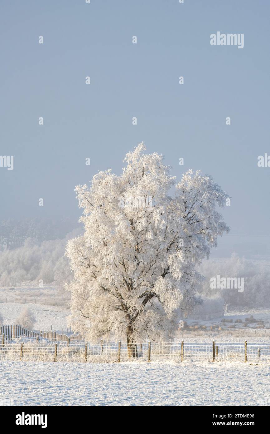 December snow, fog and hoar frost over a silver birch tree in the moray ...