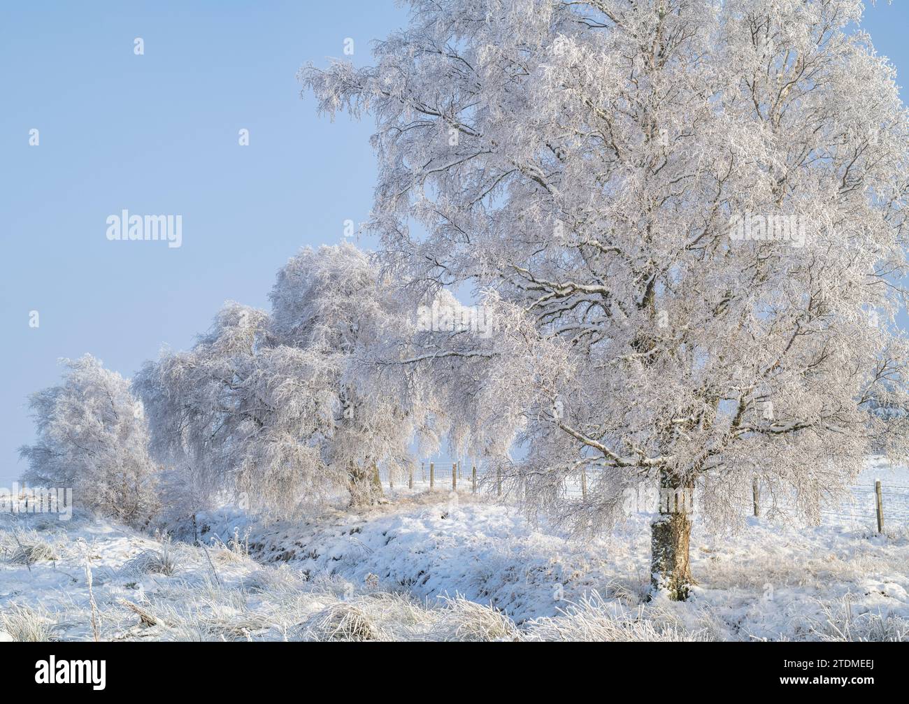 December snow and hoar frost on silver birch trees in the moray ...