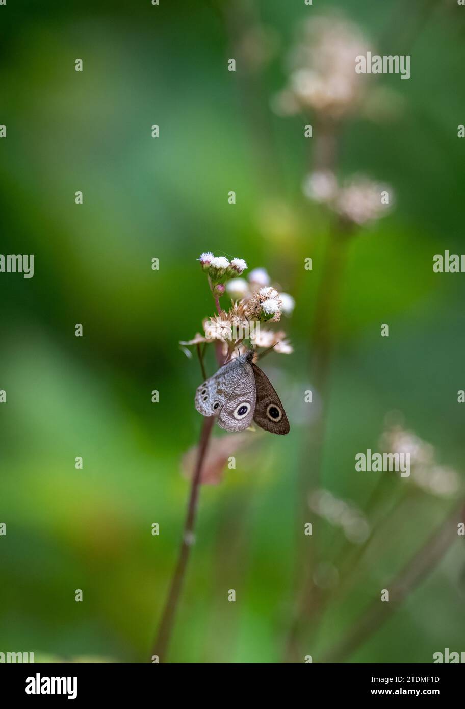 Discover the fluttering beauty of Gavi's Common Four Ring butterfly ...