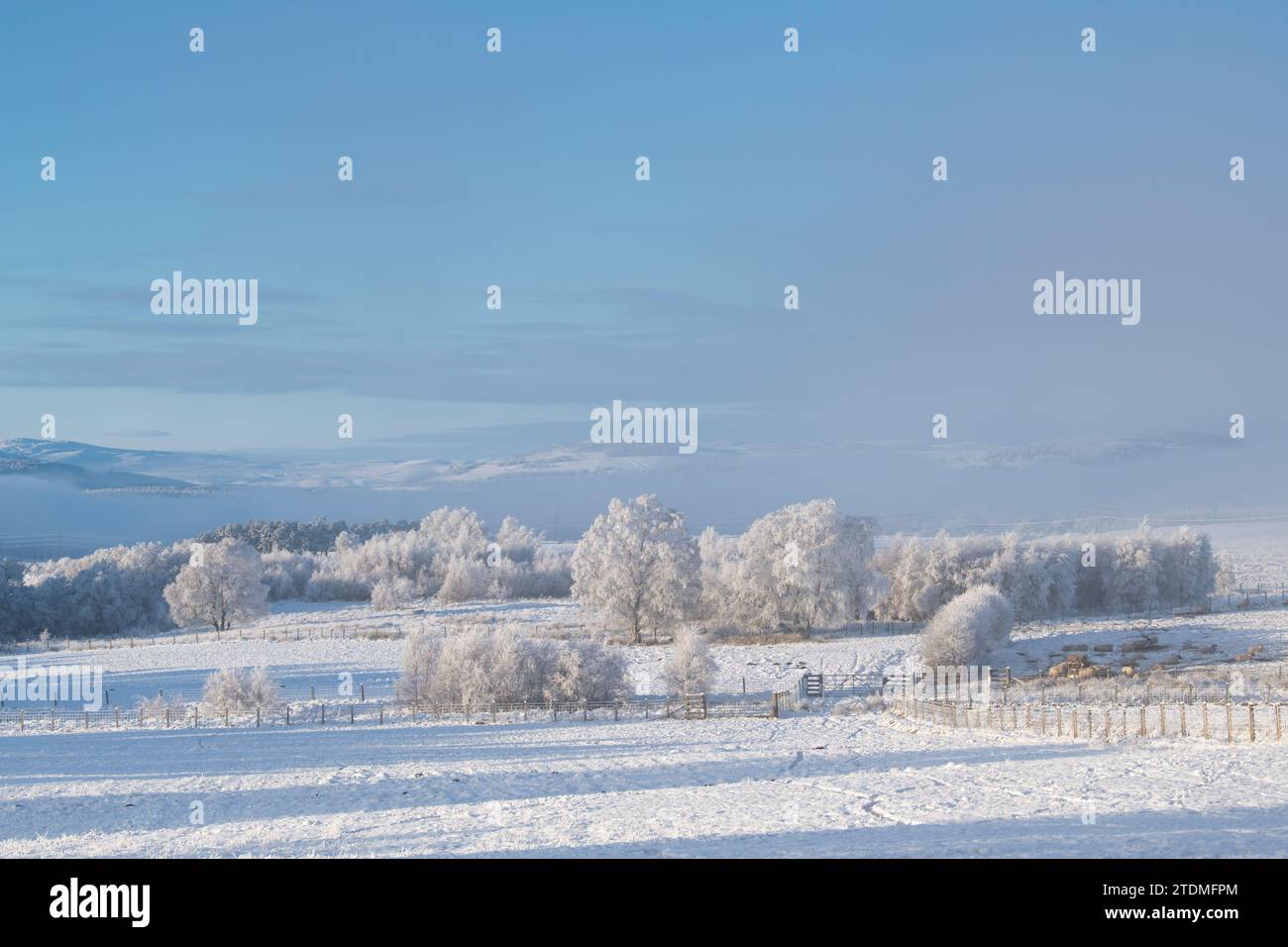 December snow, fog and hoar frost over the moray countryside ...