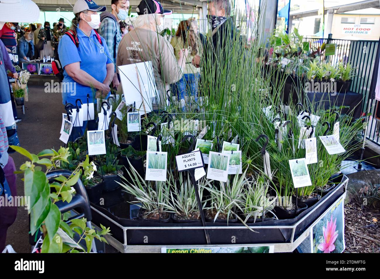 Potted plants in a market stall hi-res stock photography and images - Alamy