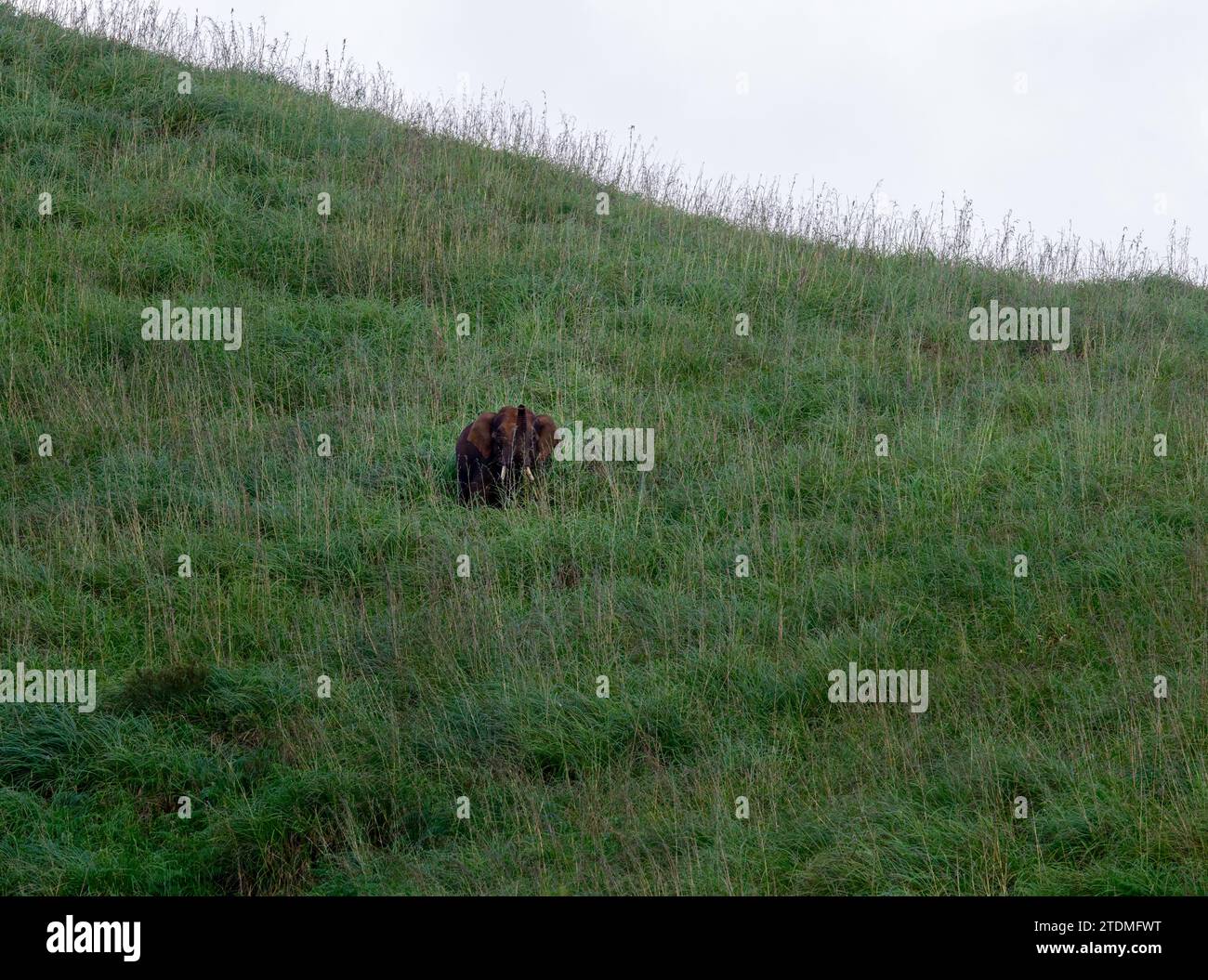 Unveiling the Wild Wonders of Gavi: Where Asiatic Elephants Roam Free ...