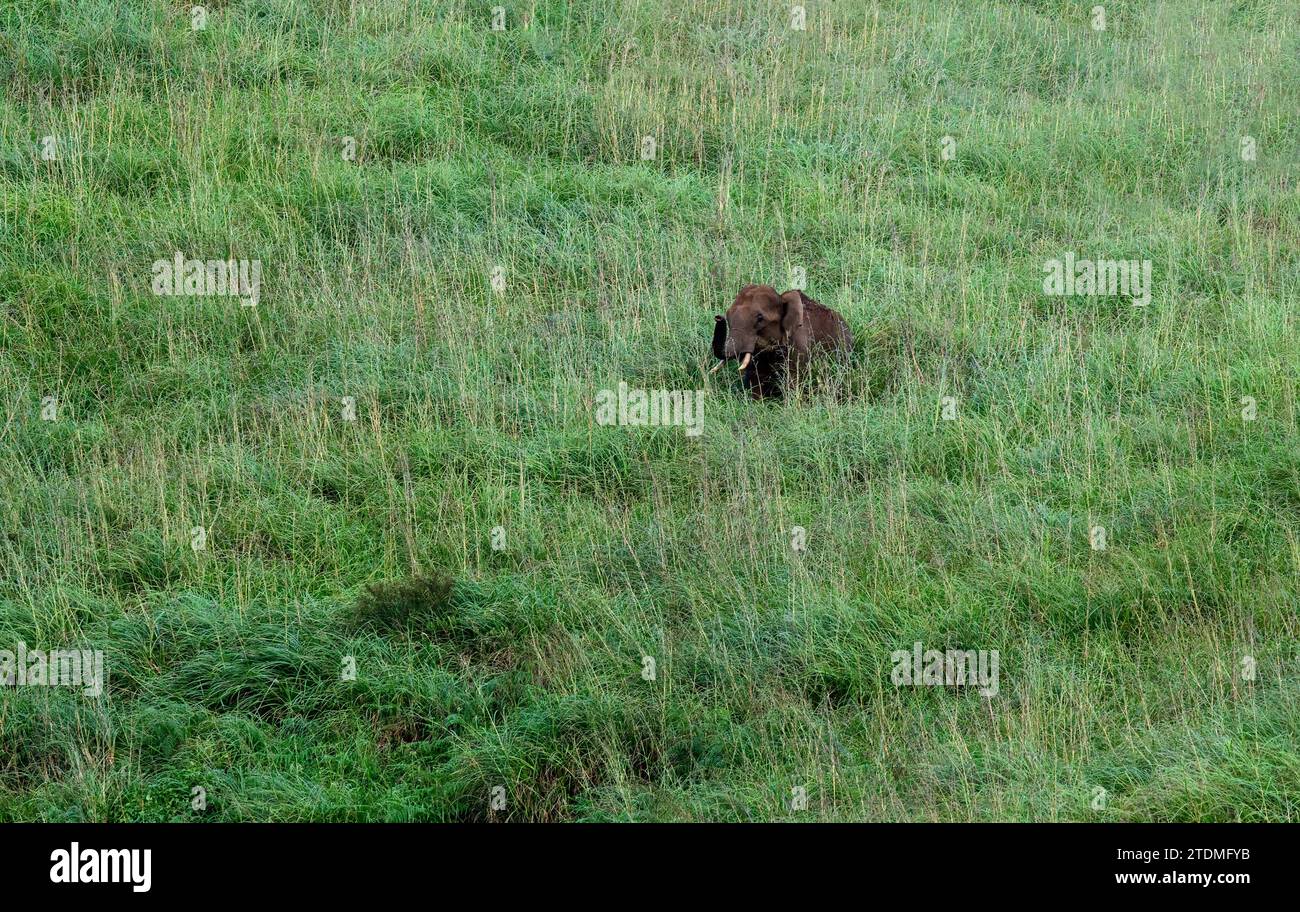 Unveiling the Wild Wonders of Gavi: Where Asiatic Elephants Roam Free ...