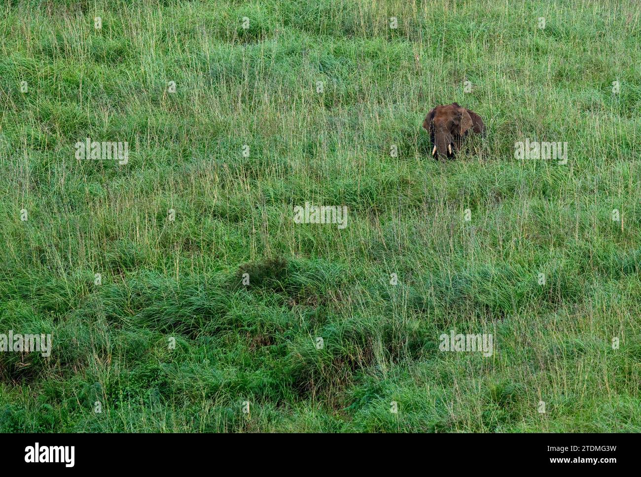 Unveiling the Wild Wonders of Gavi: Where Asiatic Elephants Roam Free ...