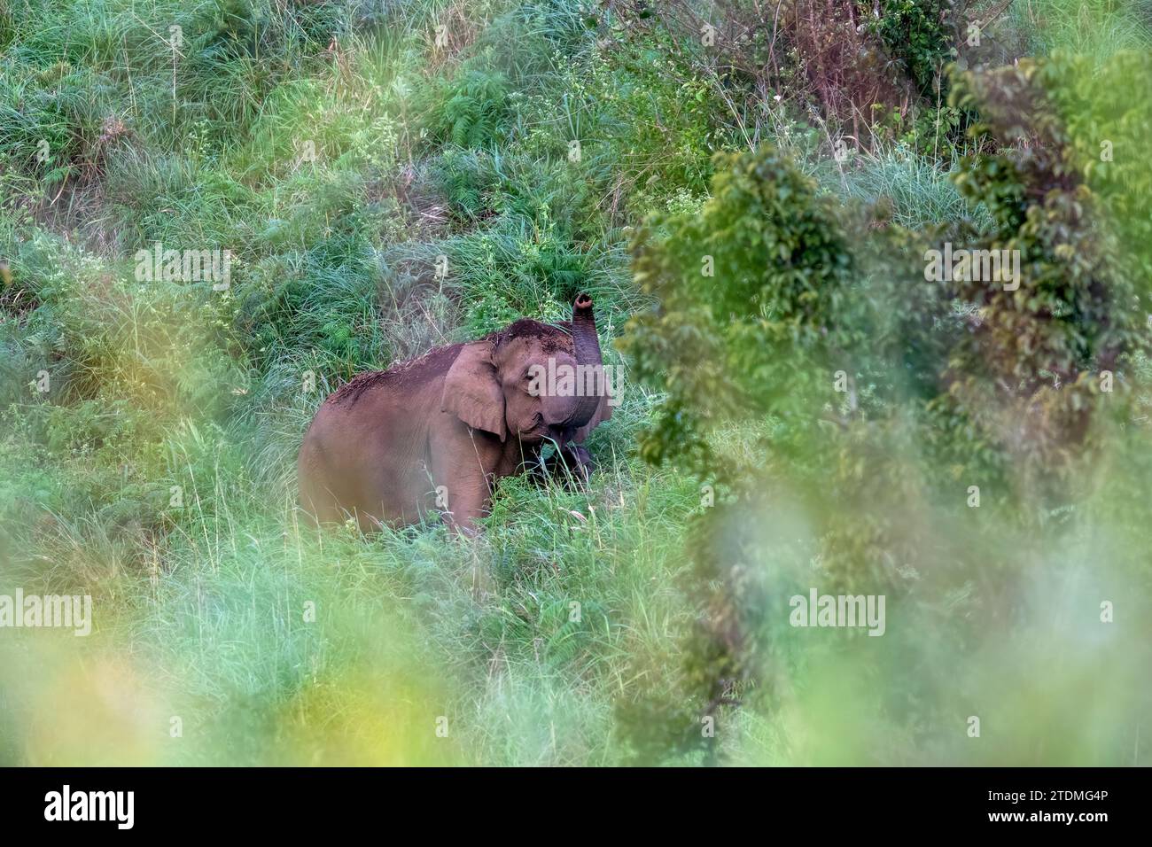 Unveiling the Wild Wonders of Gavi: Where Asiatic Elephants Roam Free ...