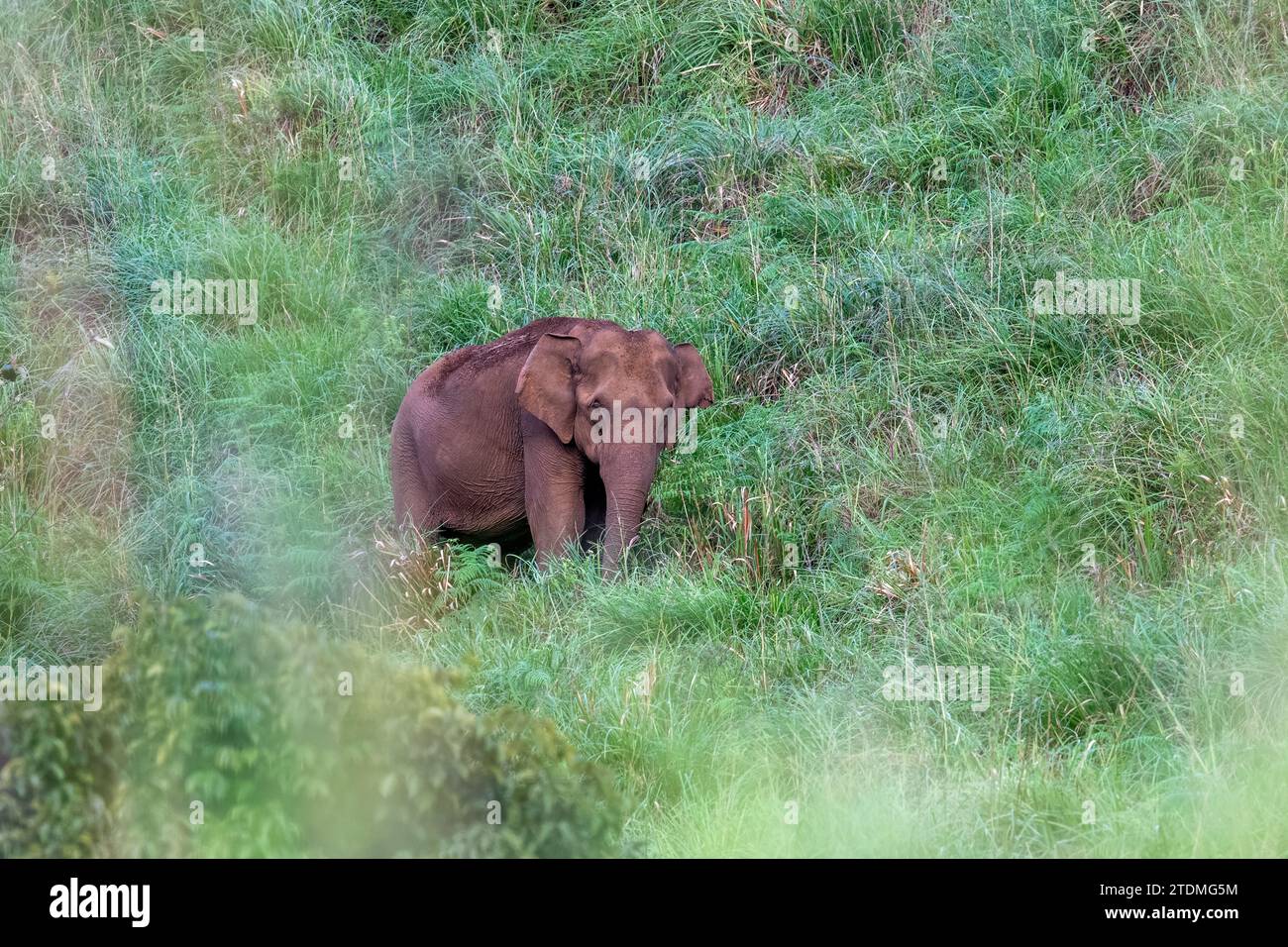 Unveiling the Wild Wonders of Gavi: Where Asiatic Elephants Roam Free ...