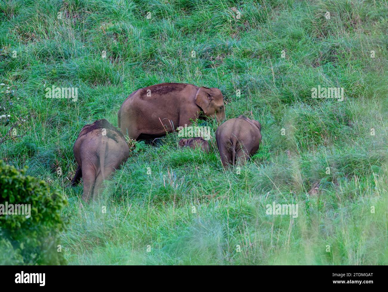 Unveiling the Wild Wonders of Gavi: Where Asiatic Elephants Roam Free ...
