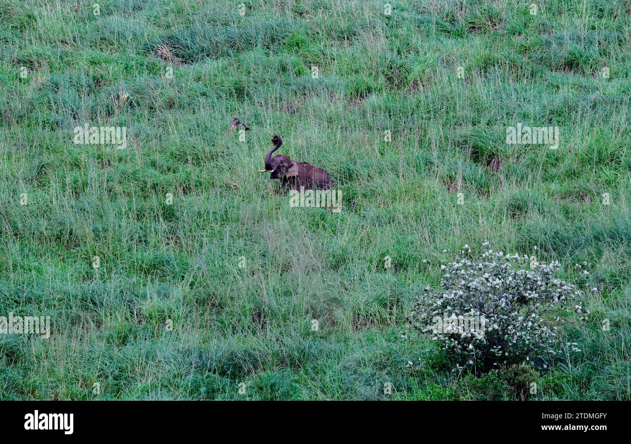 Unveiling the Wild Wonders of Gavi: Where Asiatic Elephants Roam Free ...