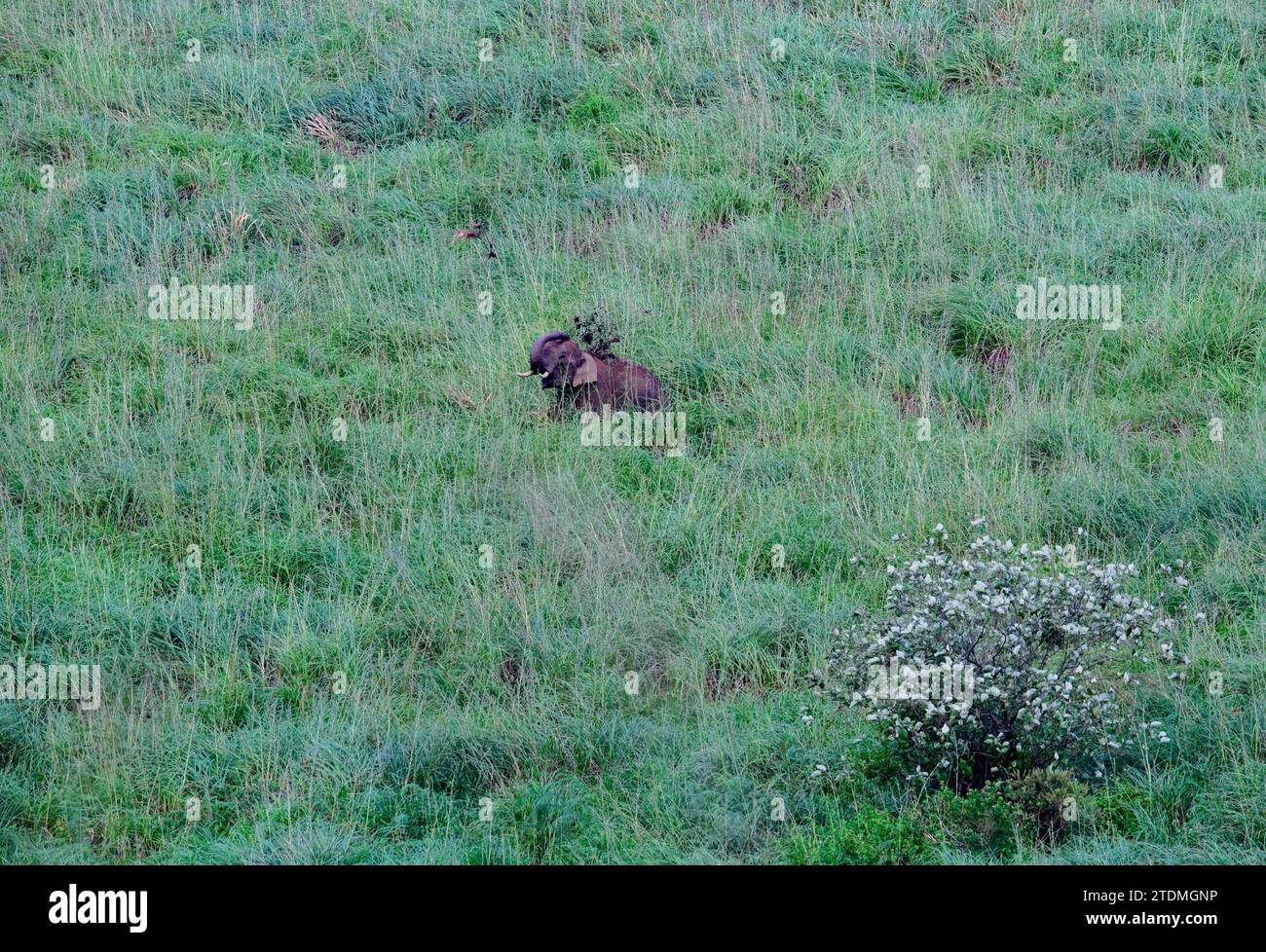 Unveiling the Wild Wonders of Gavi: Where Asiatic Elephants Roam Free ...