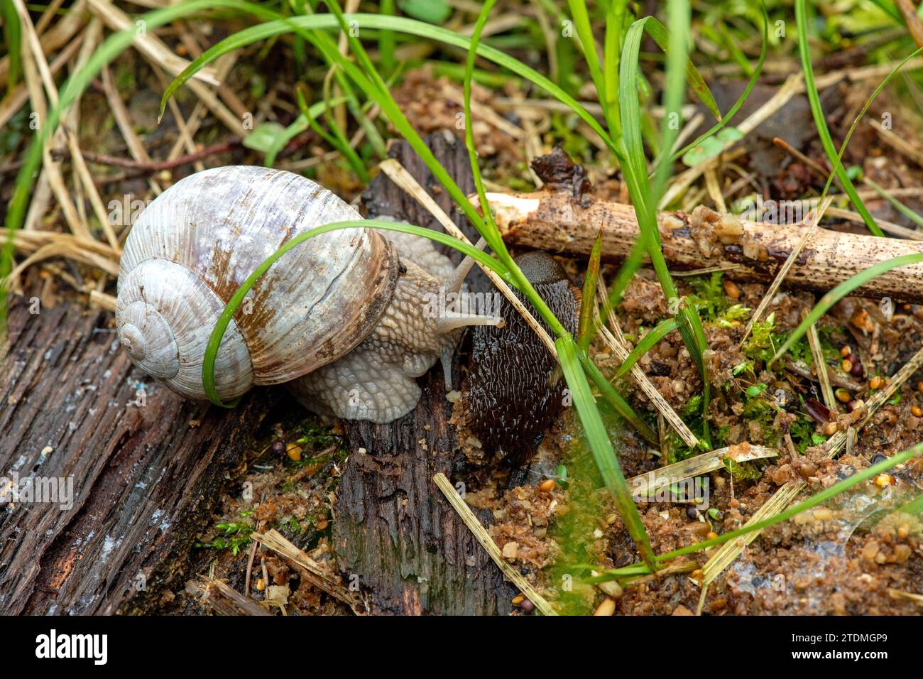 Gewebetiere,Helix pomatia,Mollusca,Schnecke,Schnecken,Schneckengehäuse ...