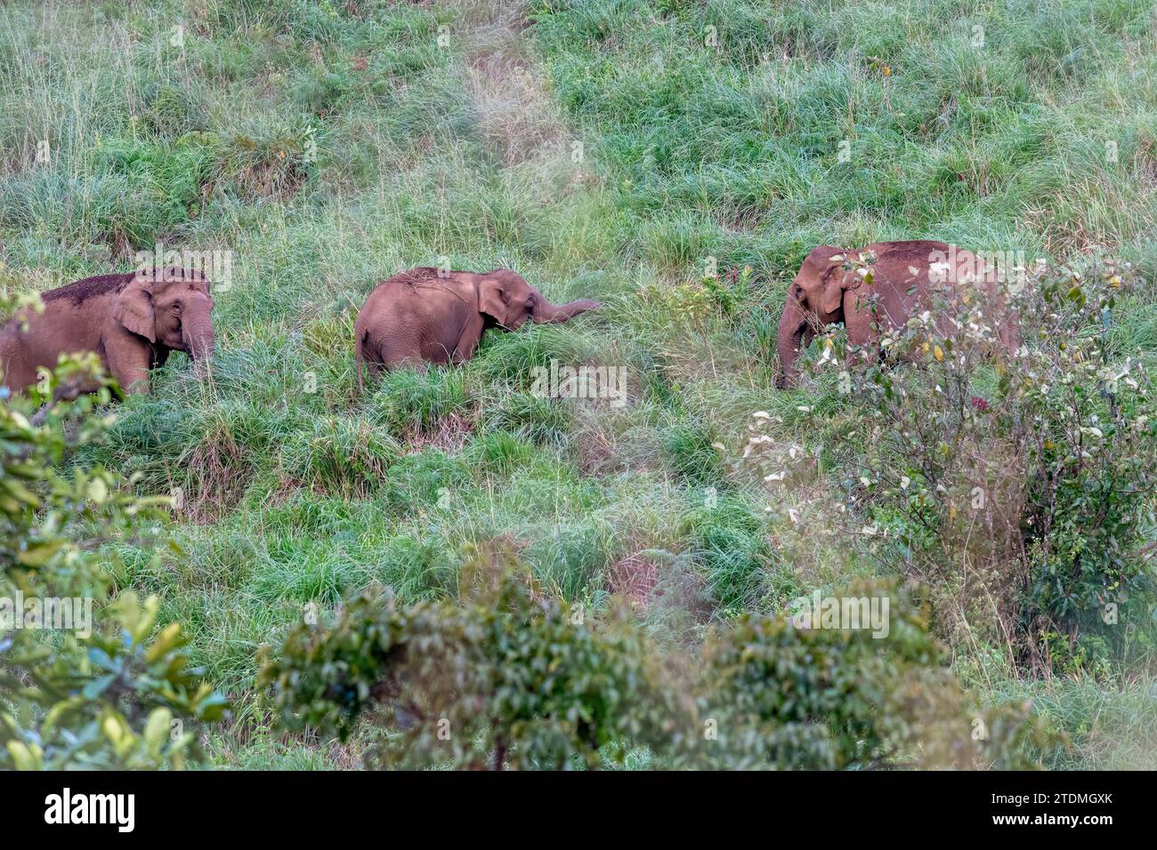 Unveiling the Wild Wonders of Gavi: Where Asiatic Elephants Roam Free ...