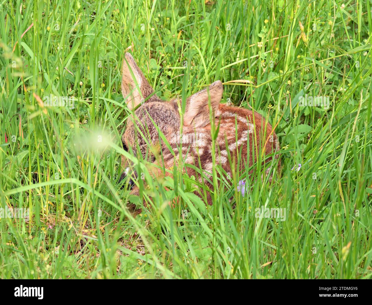Rehwild hi-res stock photography and images - Alamy