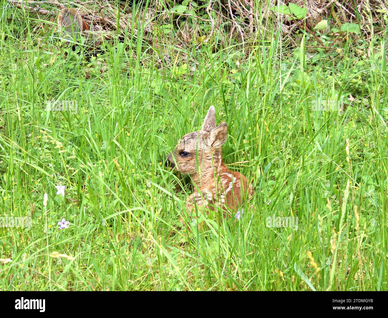 Rehwild hi-res stock photography and images - Alamy