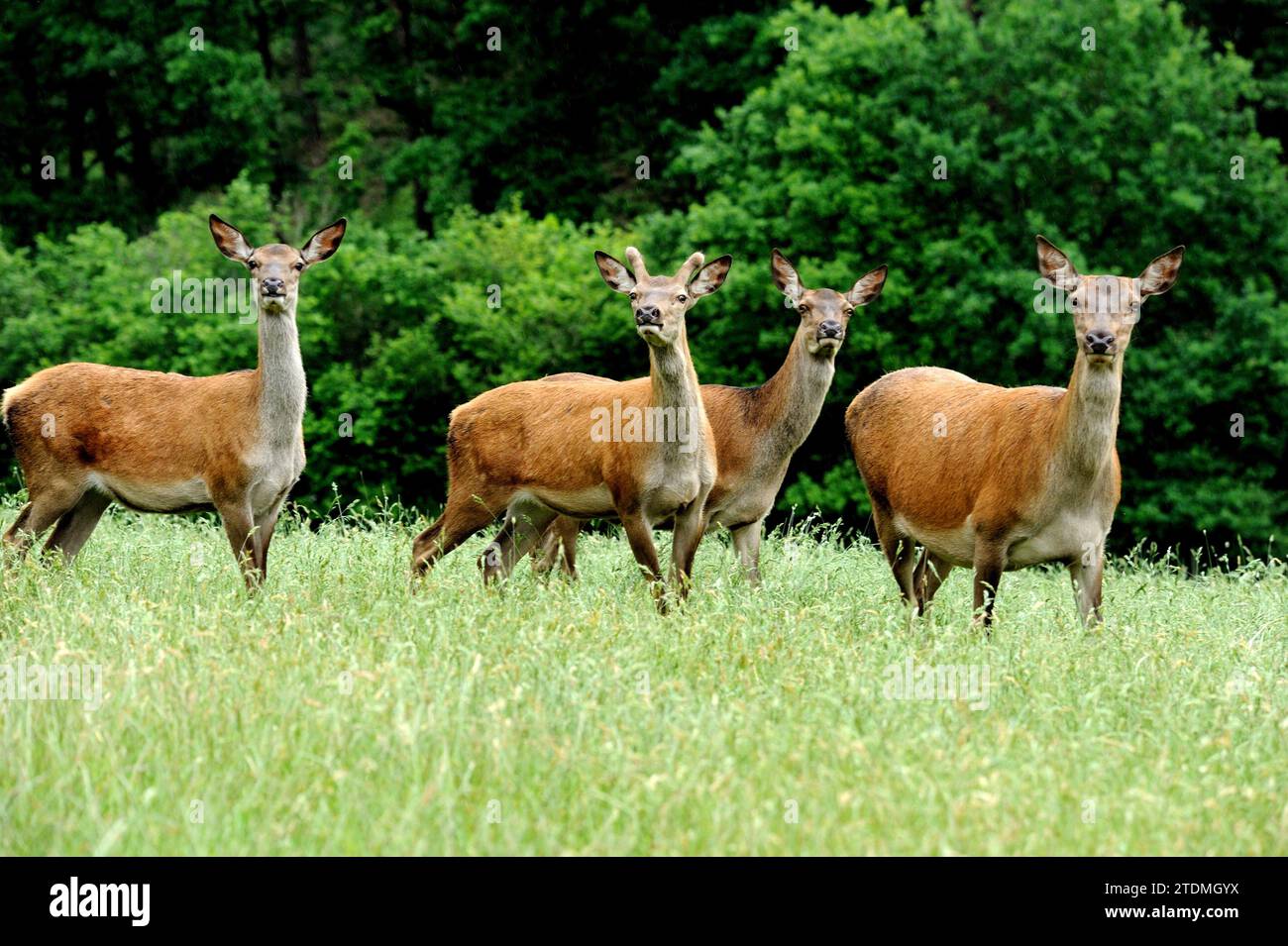 Huftiere hi-res stock photography and images - Alamy