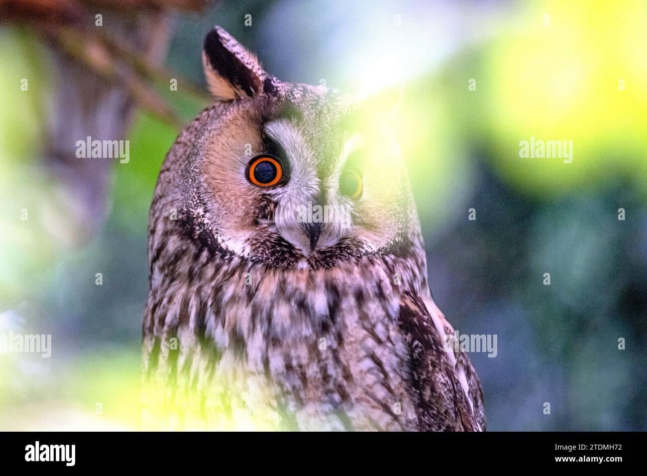 Asio otus,Eule,Eulen,Greife,Nachteulen,Nachtgreife,Ohreulen. Greif ...