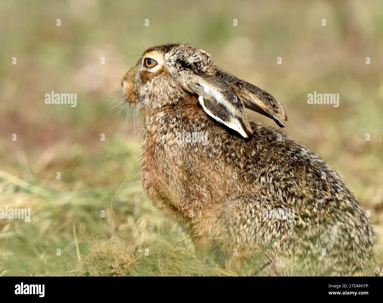 Der Krumme,Feldhase,Feldhasen,Freilebende Tiere,Hase,Hasen,Langohr ...