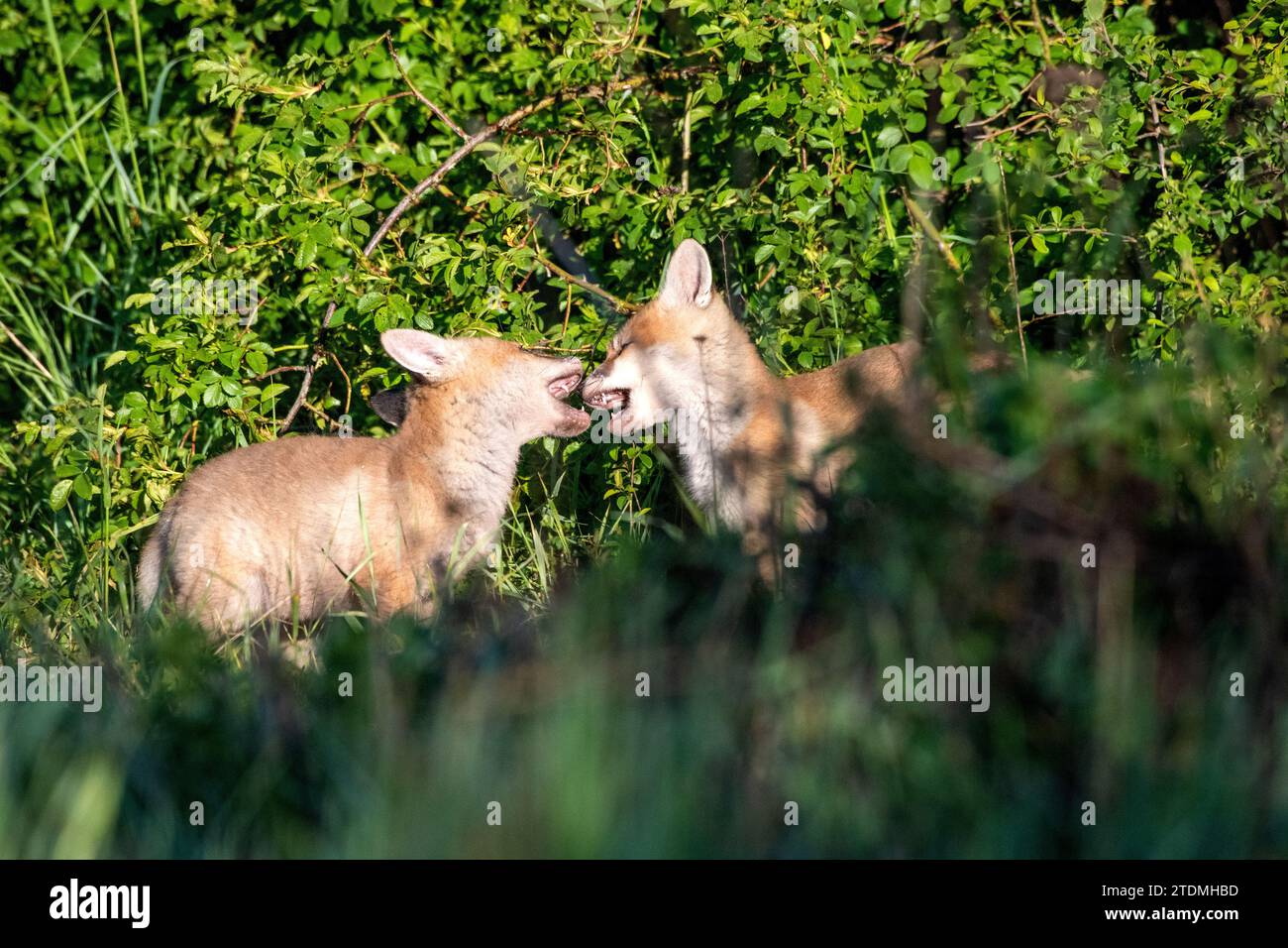 Listiger fuchs hi-res stock photography and images - Alamy