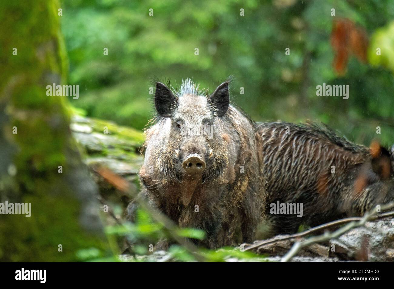 Borstentiere,Echte Schweine,Frischlinge,Paarhufer,Sau,Sauen,Sauen im ...